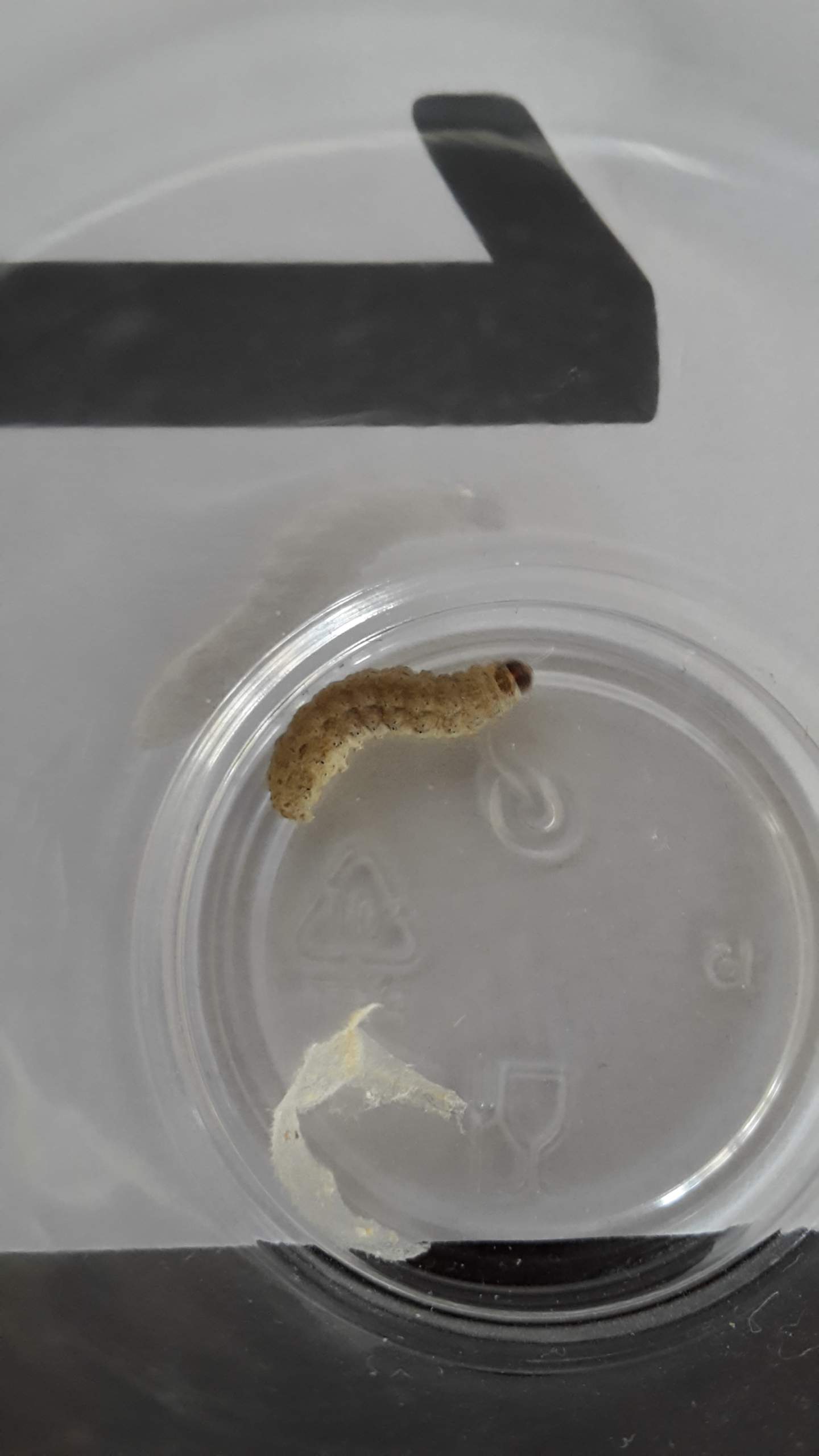 Raupe? Wurm? Made? Larve? in Wohnung gefunden, was könnte das sein ...