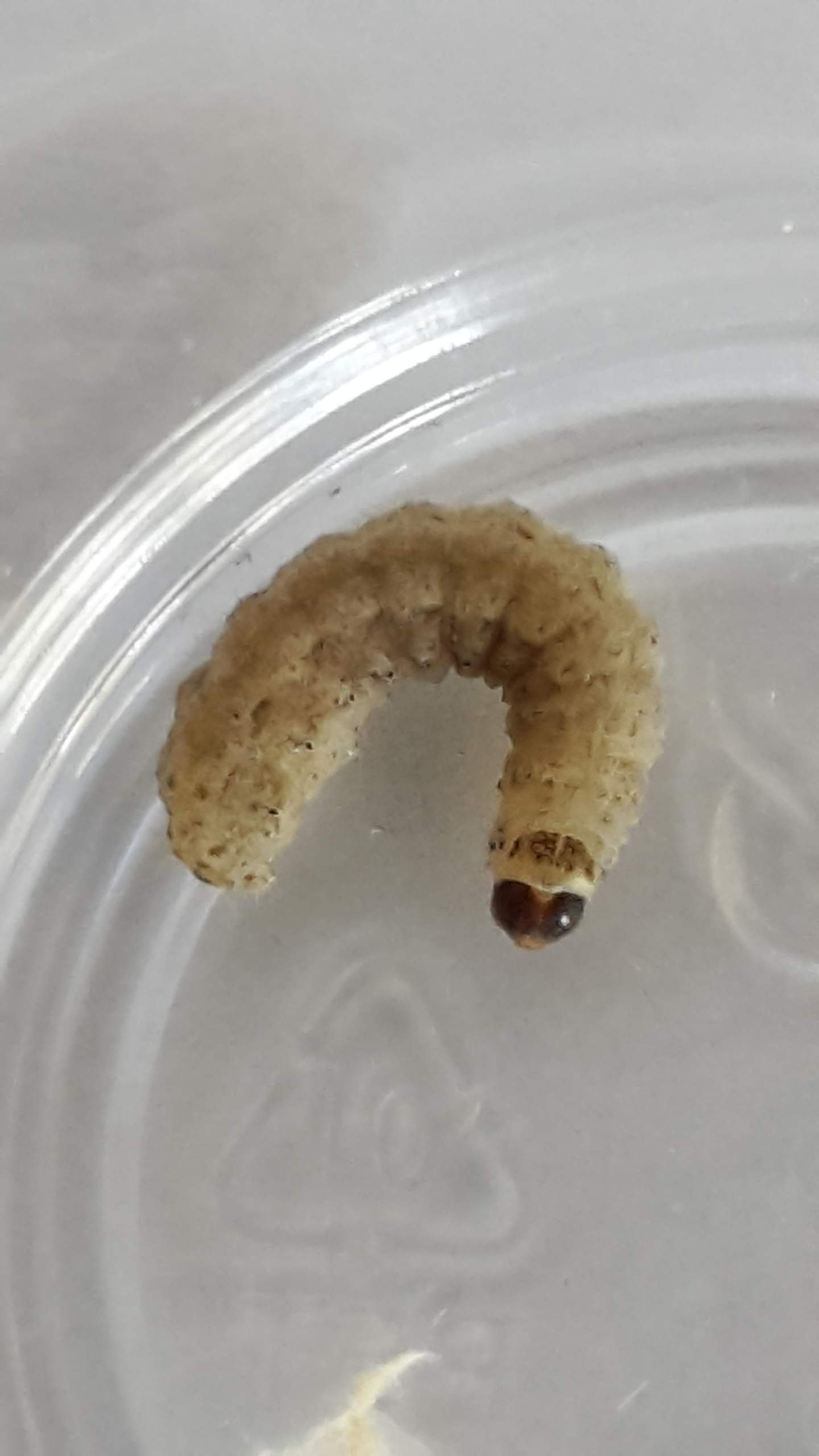 Raupe? Wurm? Made? Larve? in Wohnung gefunden, was könnte das sein ...