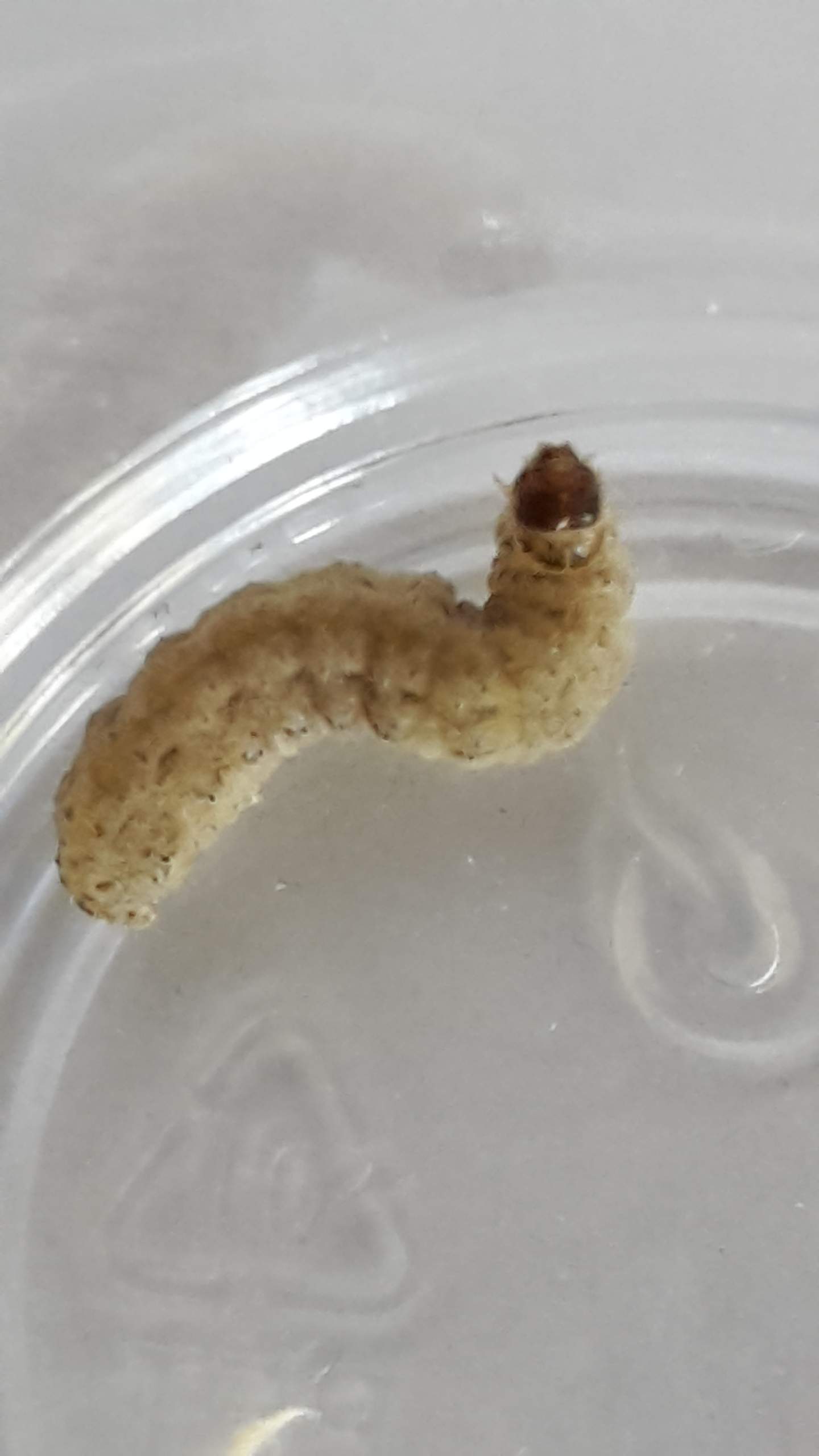 Raupe? Wurm? Made? Larve? in Wohnung gefunden, was könnte das sein ...