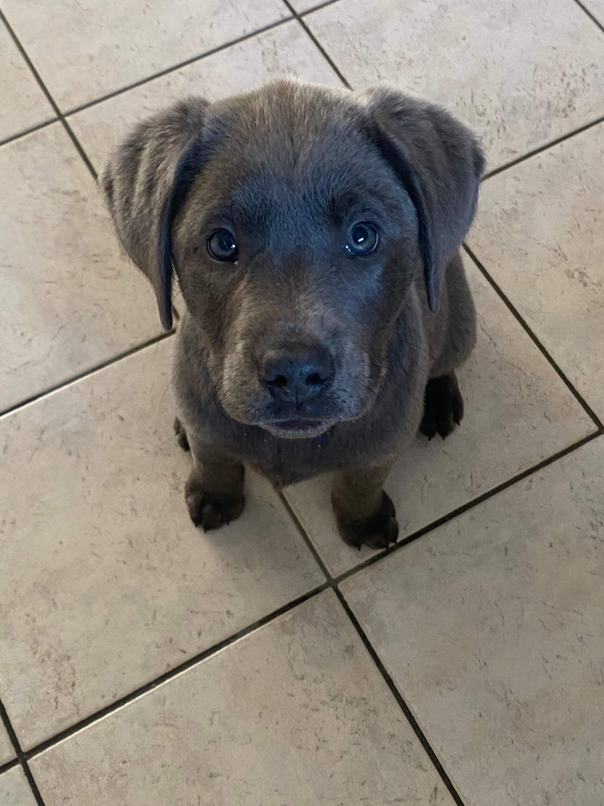 Reinrassiger Labbi? (Tierarzt, Welpen, Rasse)