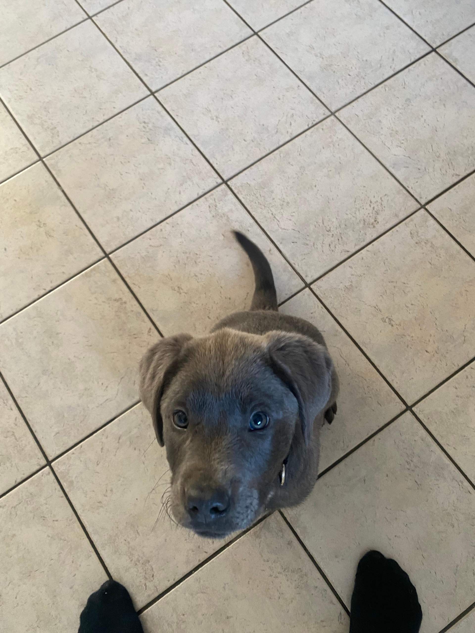 Reinrassiger Labbi? (Tierarzt, Welpen, Rasse)