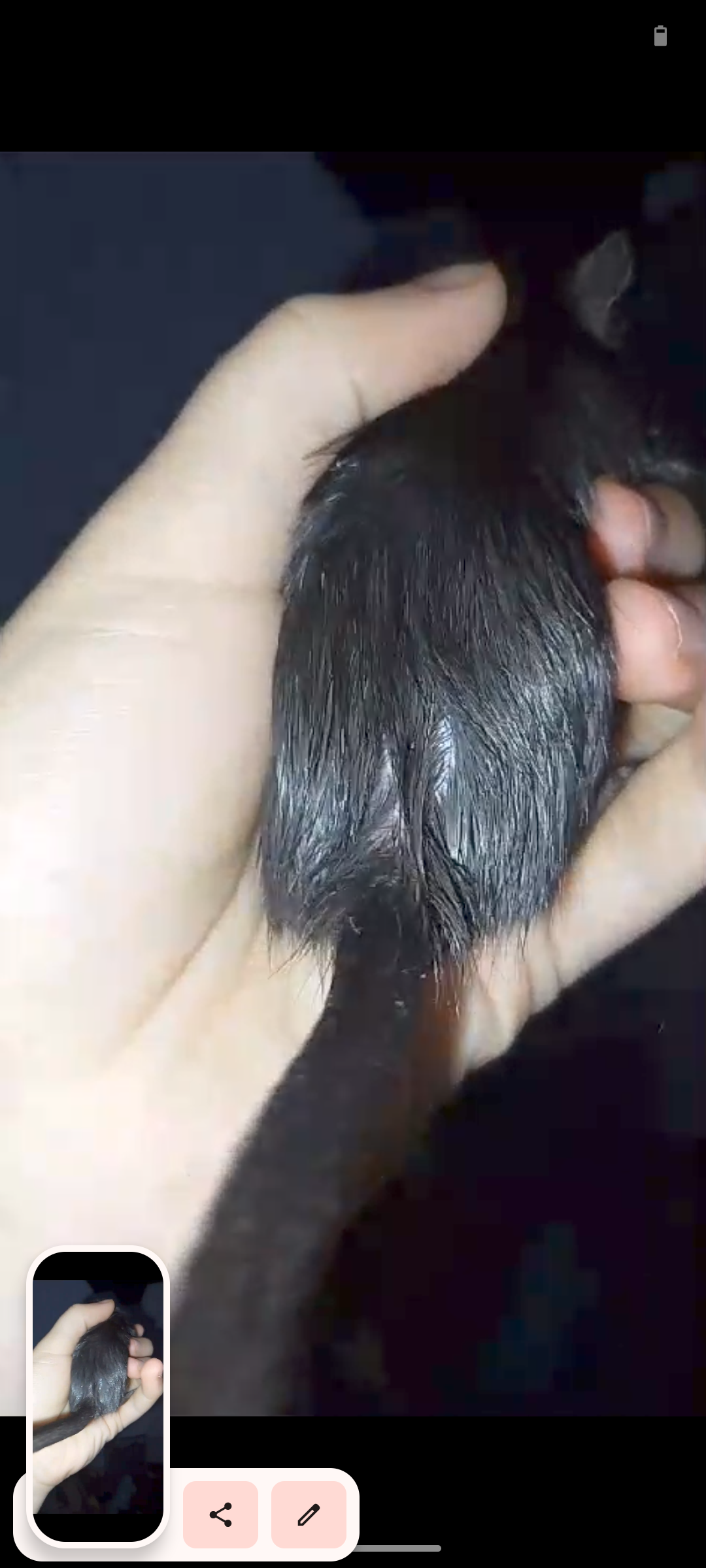 Rennmaus Erkrankung? (Gesundheit, Tiermedizin, Nagetiere)