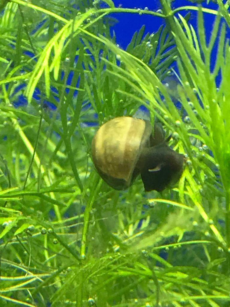 Rennschnecke vermehrt sich ohne Brackwasser? (Aquarium, Aquaristik ...