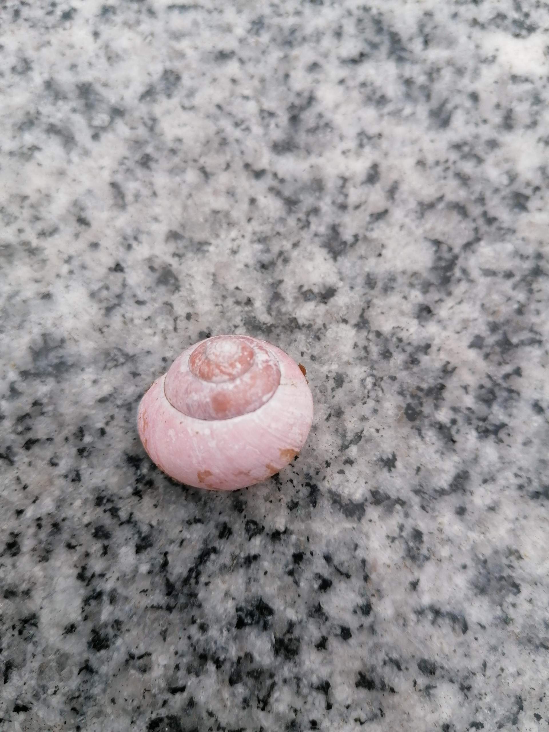 Rosa Schneckenhaus. Von wo? (Tiere, Natur, Wald)