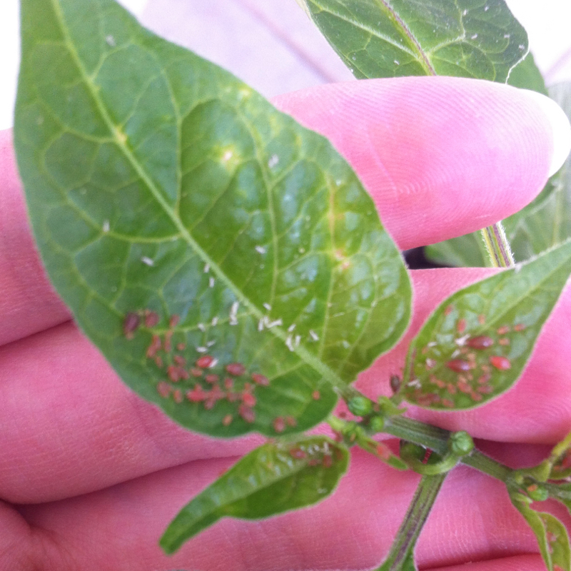 Rote Lause Im Garten