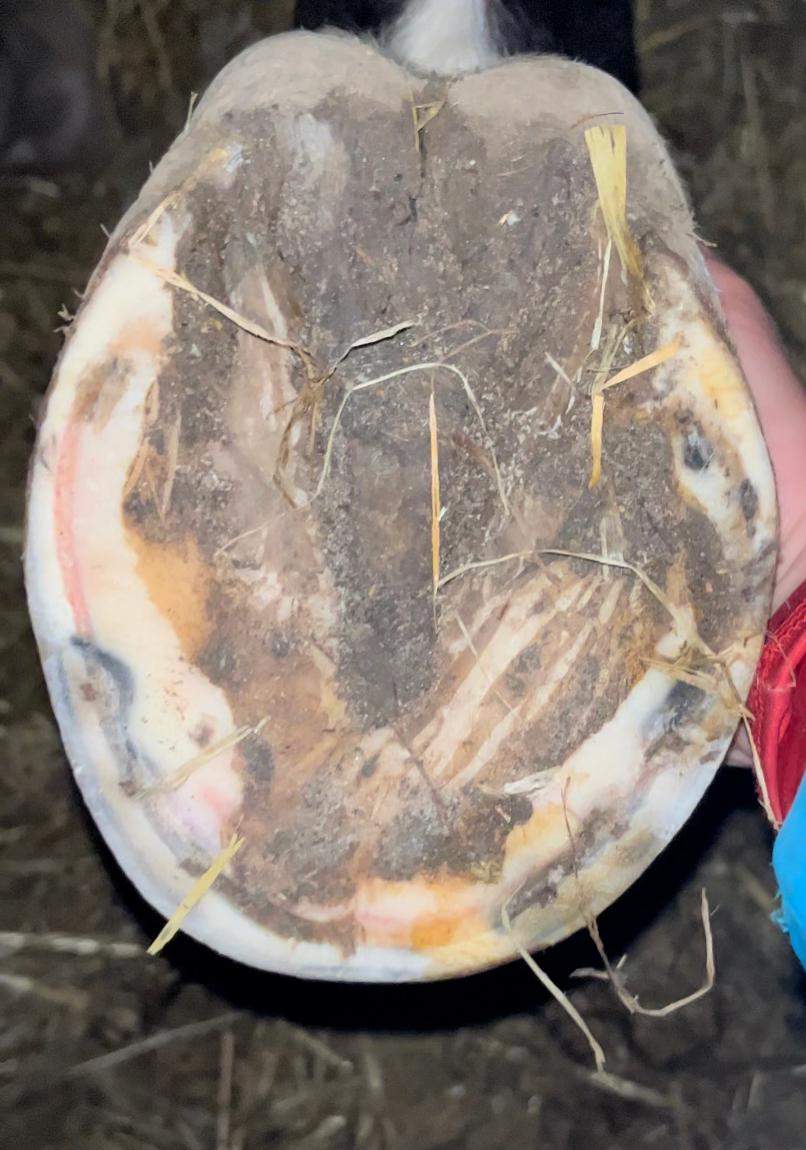 Rote linie am hufrand? (Hufe, hufschmied)