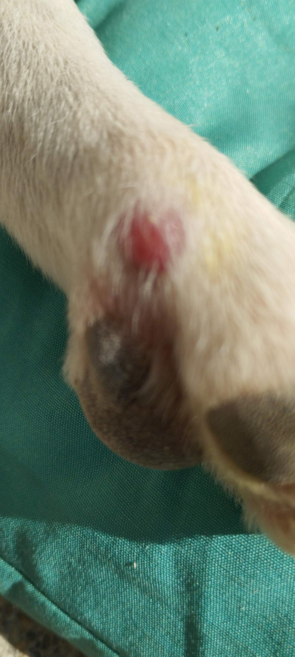 Rote Stelle Hundepfote? (Hund, Tierarzt, Tiermedizin)