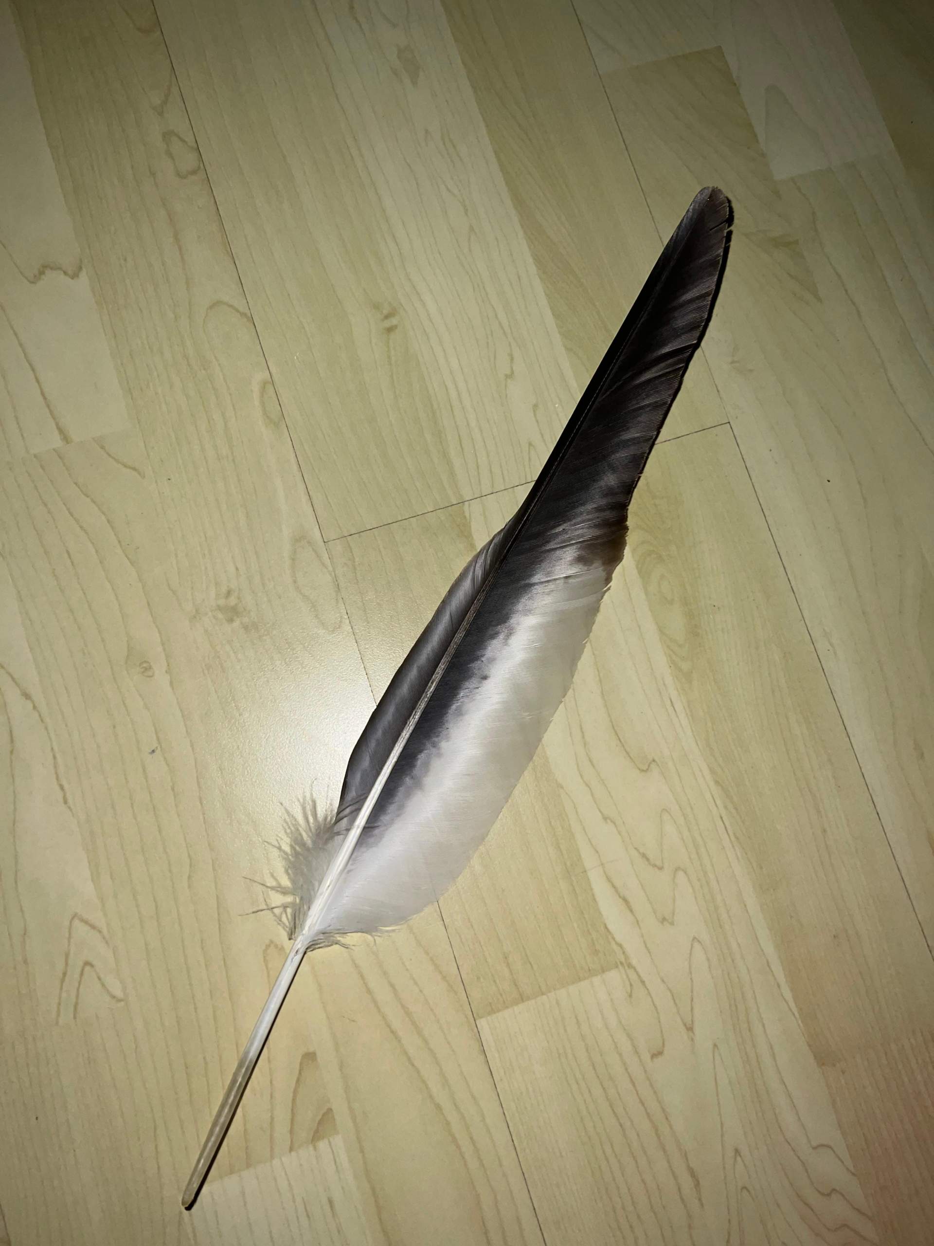 Rotmilan Feder preis? (Vogelart, Vogelkunde)
