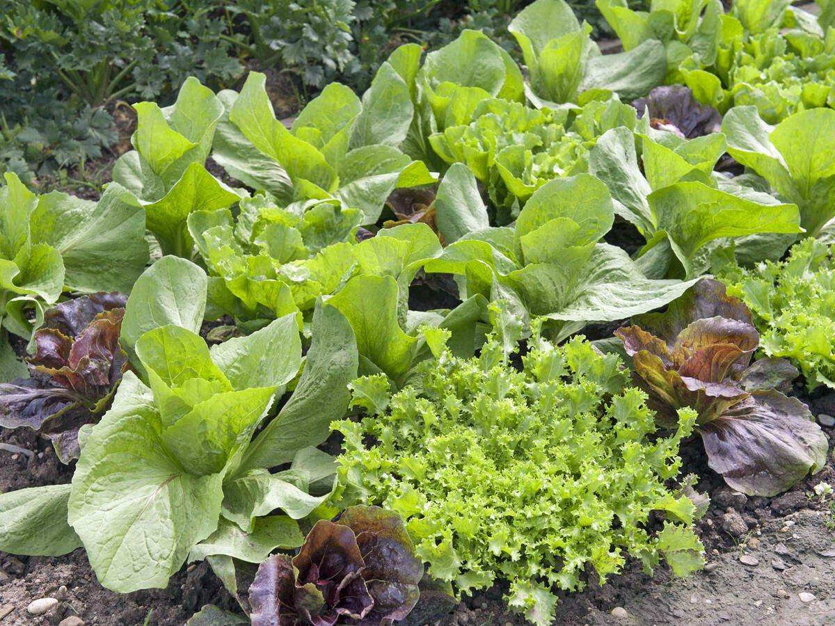 Salat Definition? (Deutsch, Sprache, Essen)