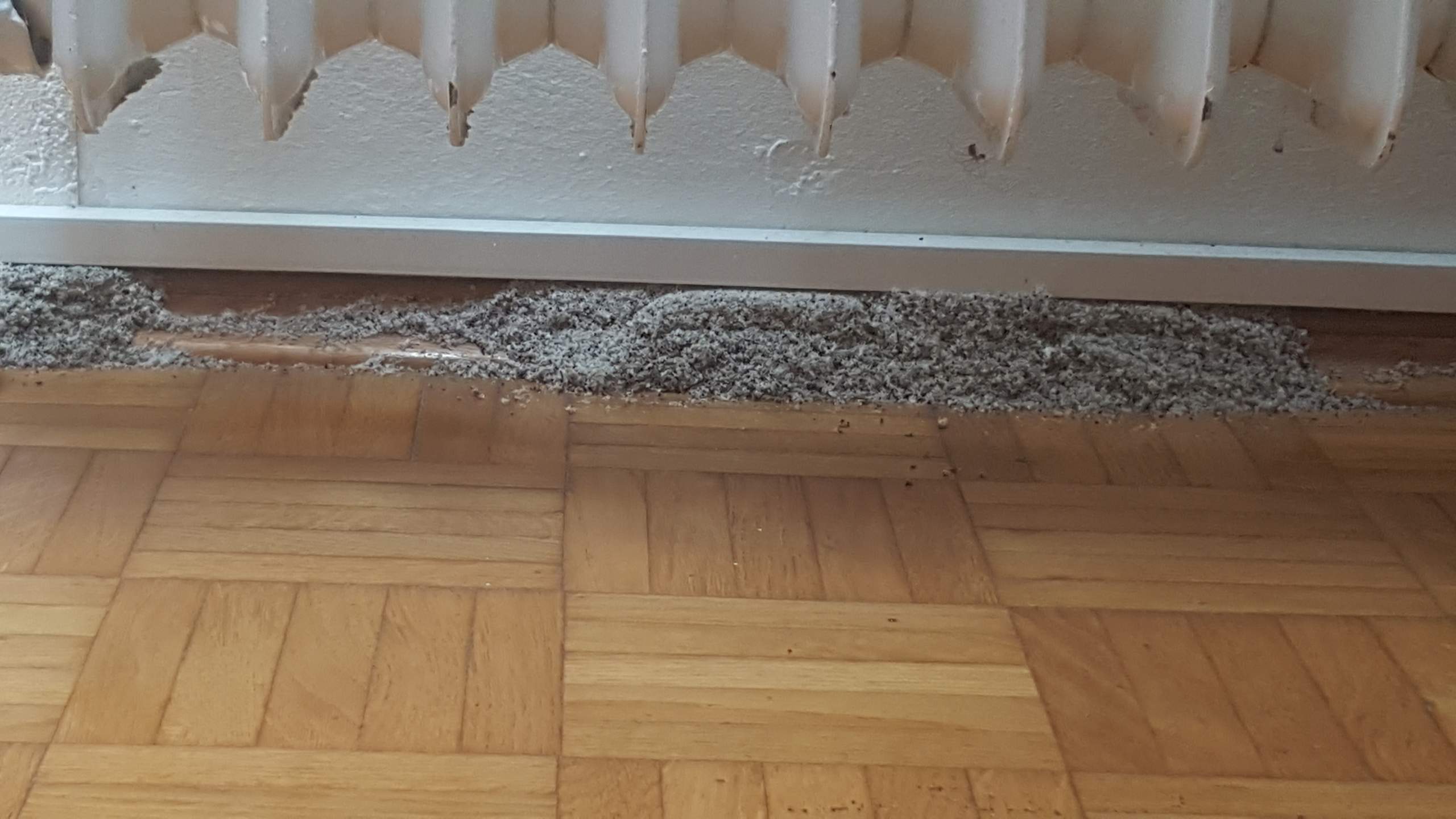 Sand dringt aus Wand!? (Insekten, Restauration)