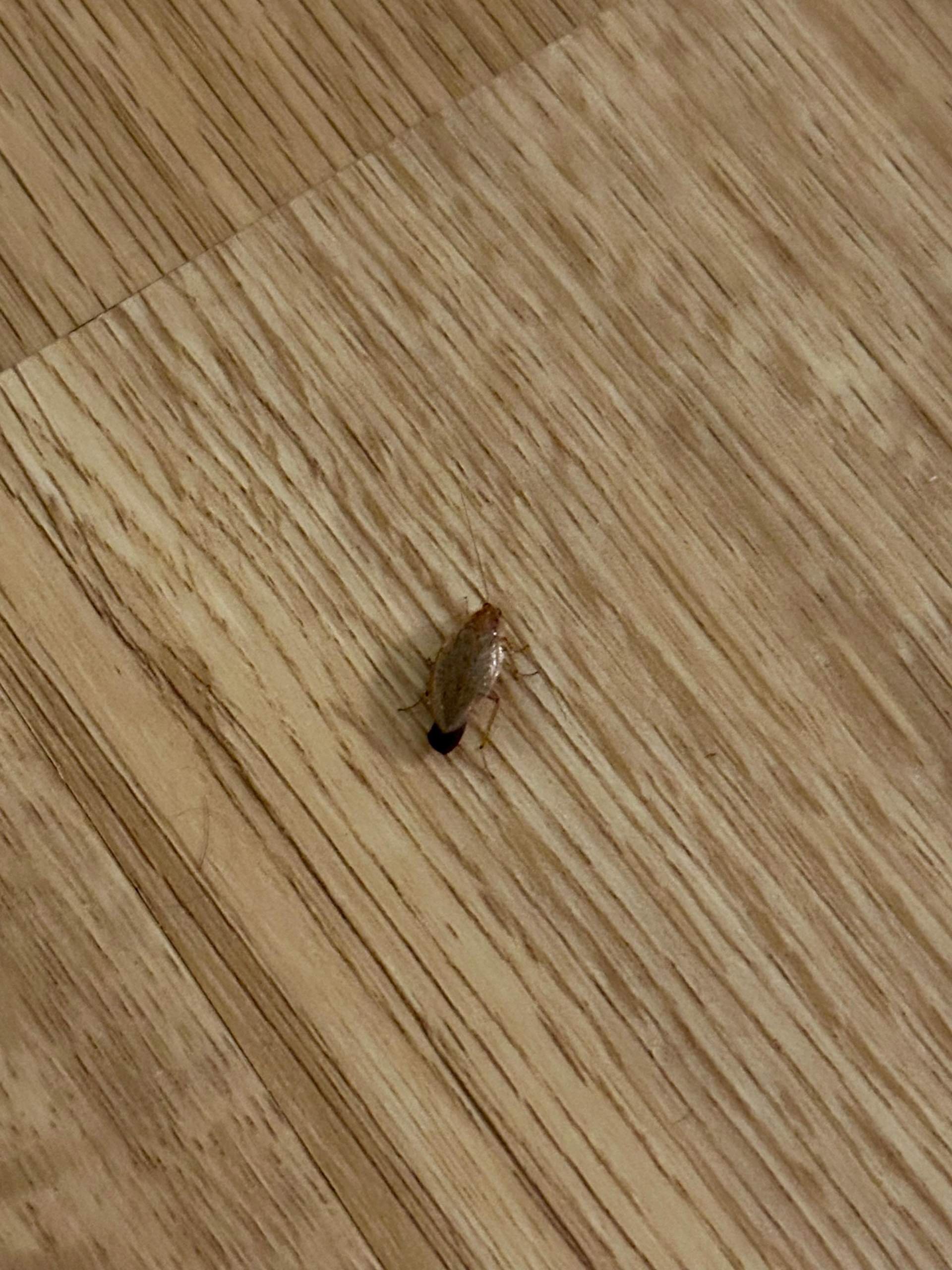 Schabe Im Haus