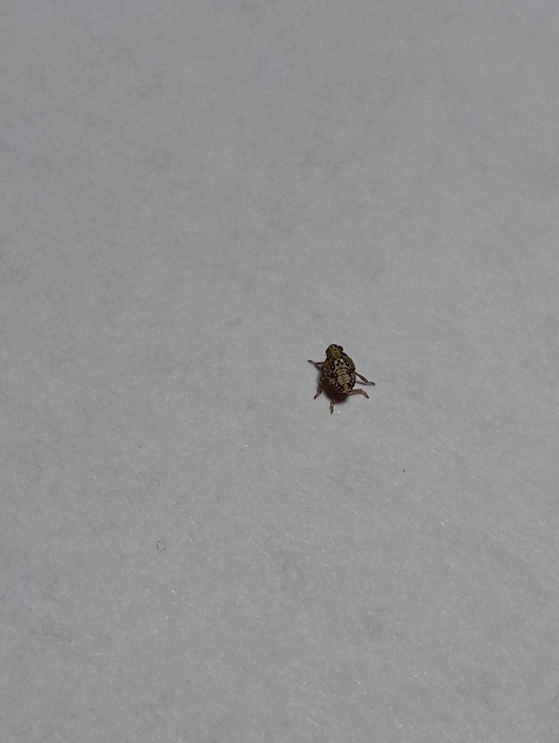 Schädling im Bett? (Insekten, Schädlinge, Ungeziefer)