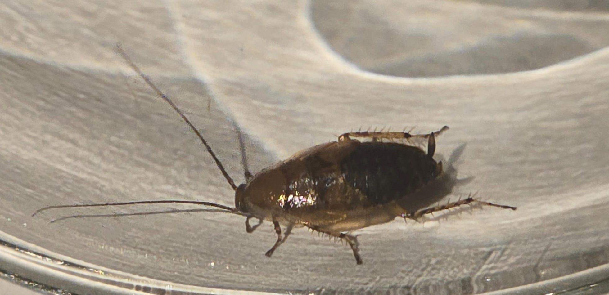 Schädling oder harmlose Schabe? (Schädlinge, Insektenbestimmung)