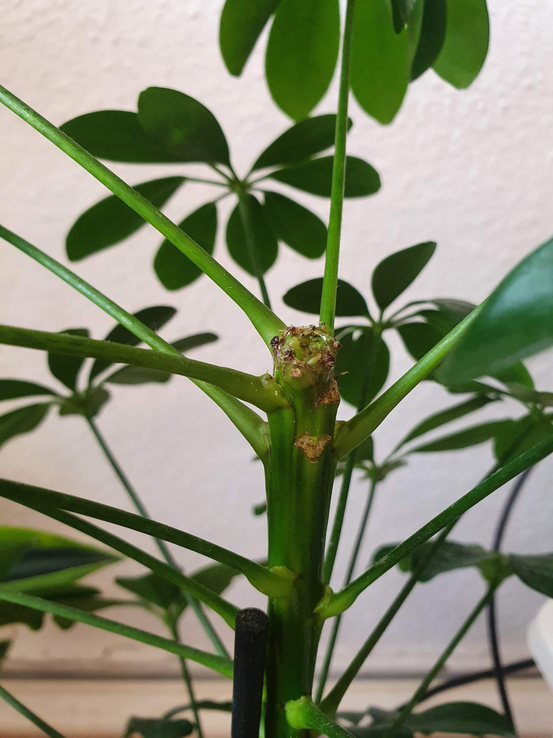Schefflera Braune Blatter