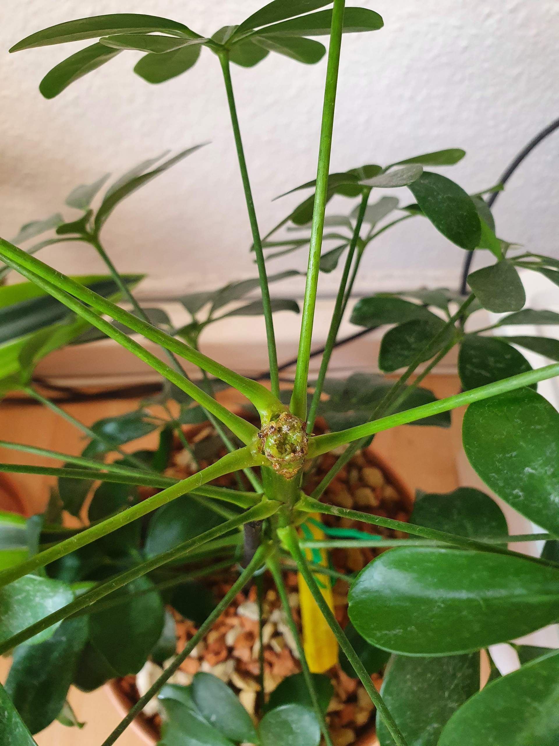 Schefflera Braune Blatter