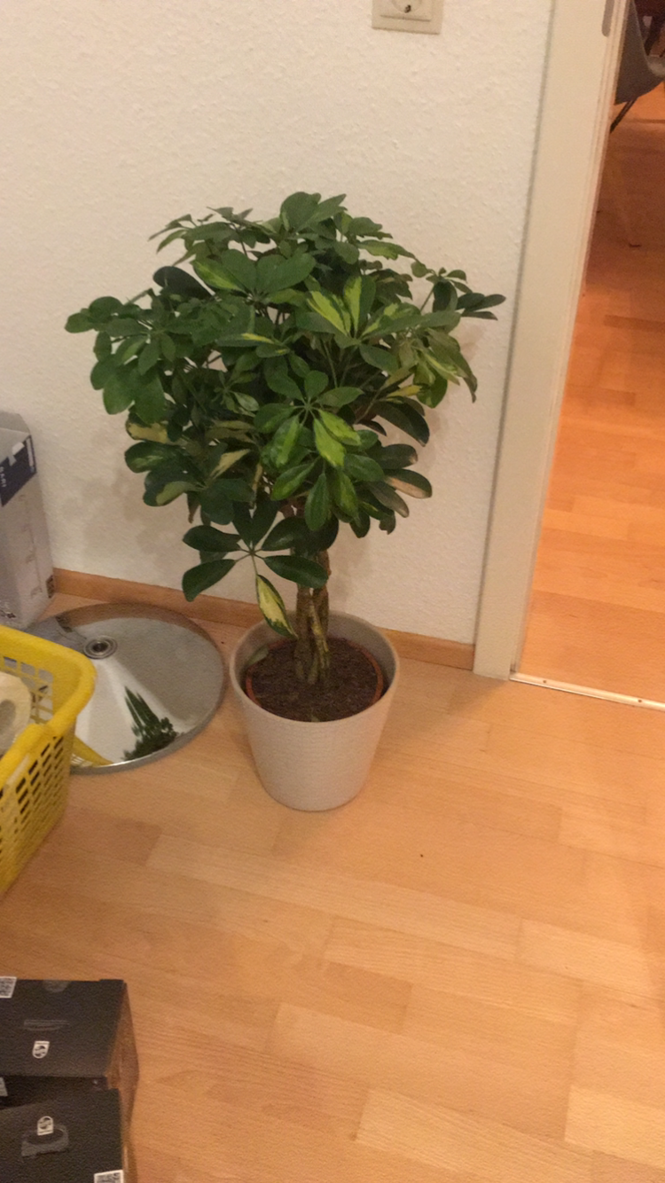 Schefflera Verliert Blatter
