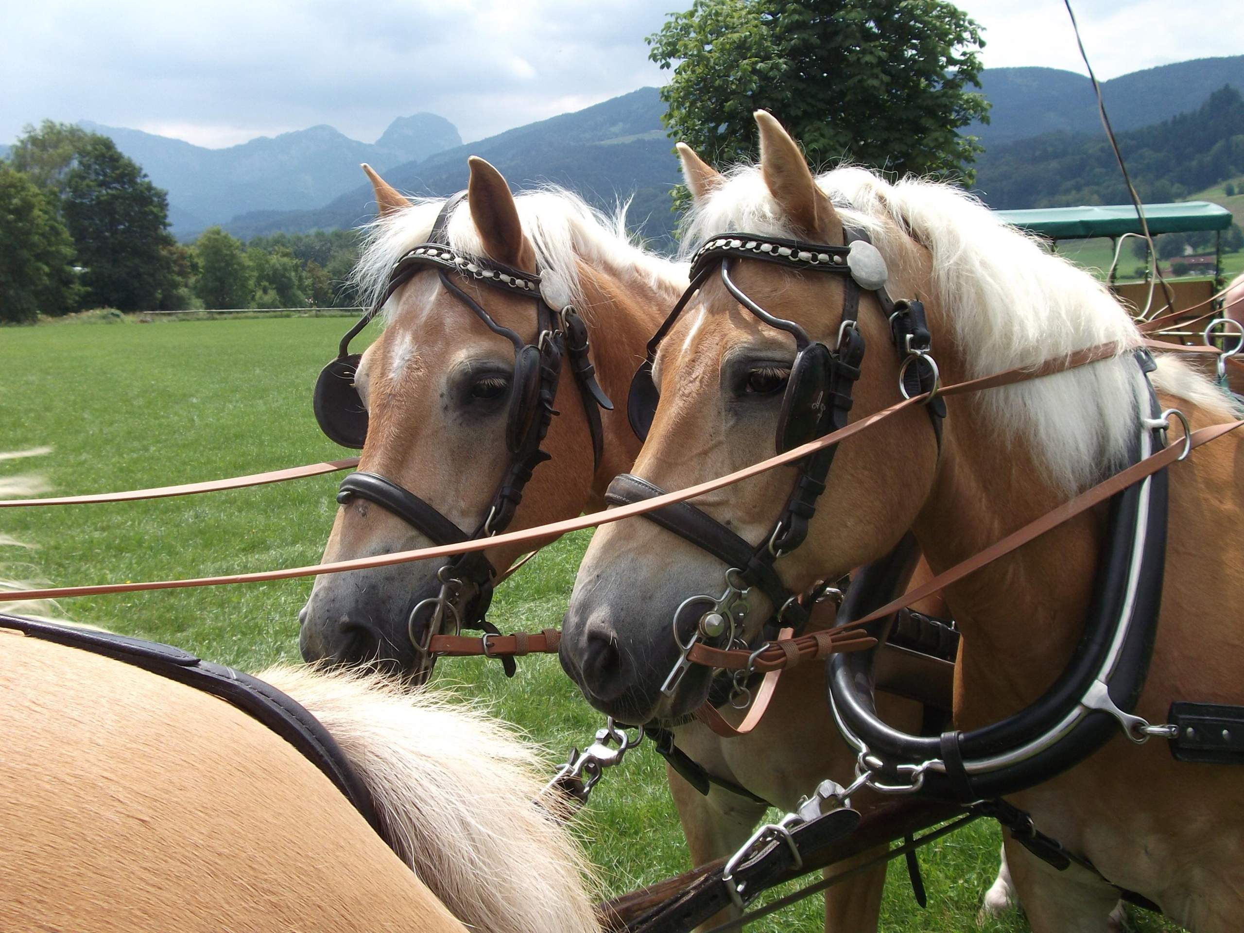 Scheuklappen / Scheuleder? (Pferd, Sattlerei, pferdeausrüstung)
