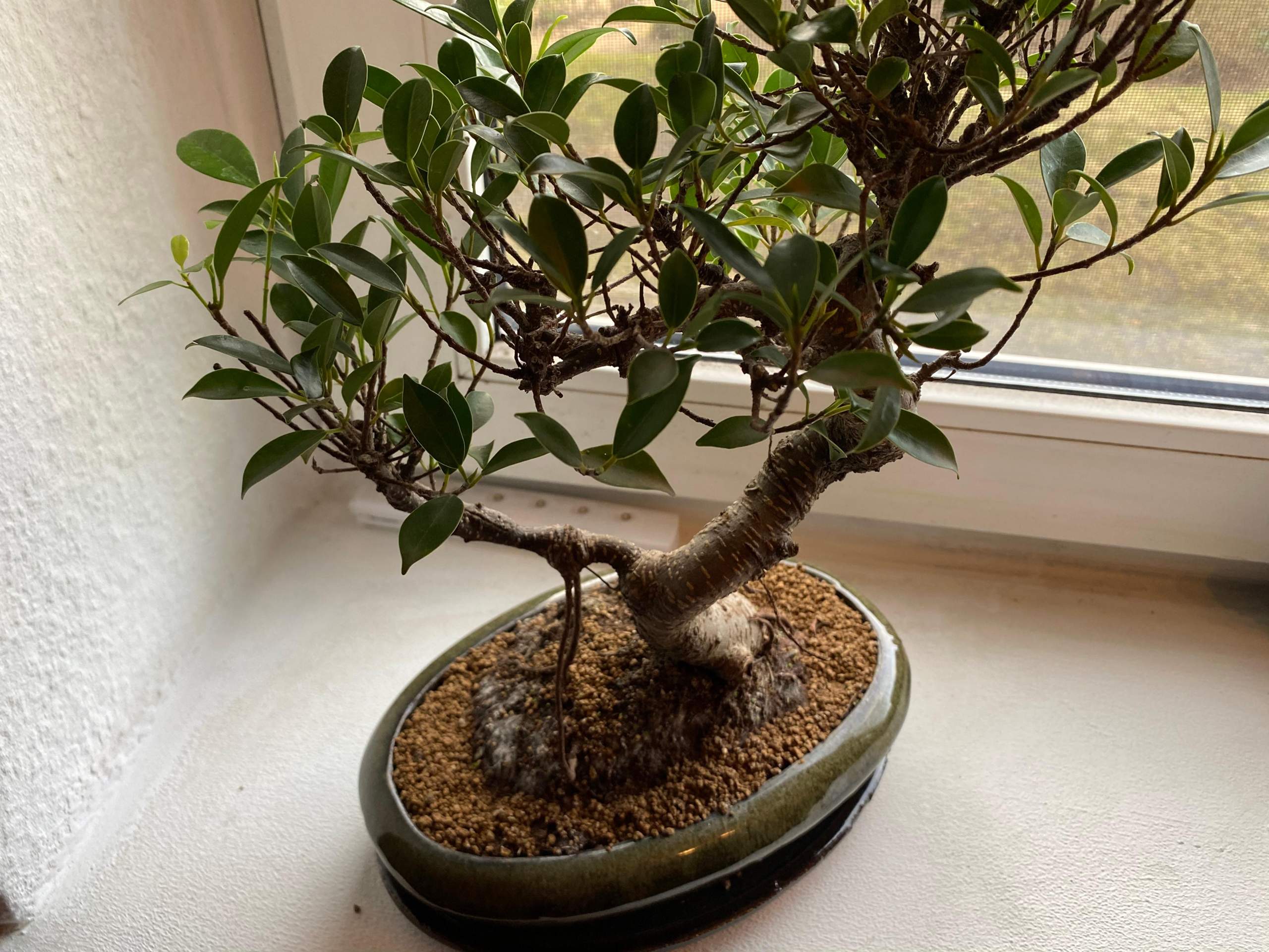 Schimmel Am Bonsai