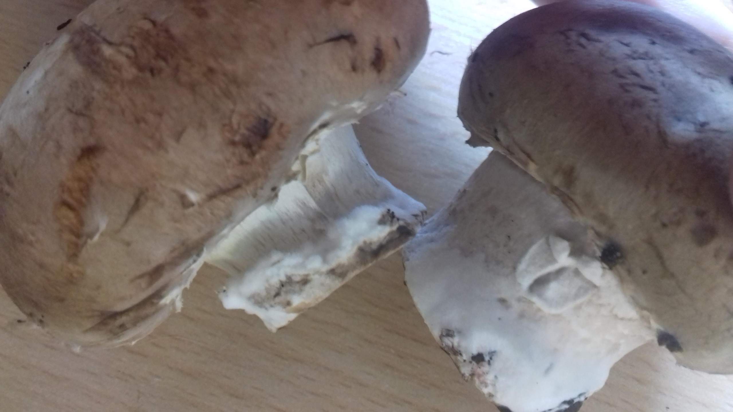 Pilze Schimmel Am Stiel