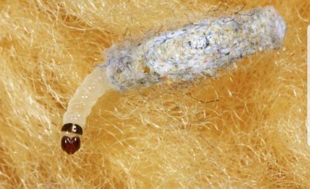Schlimm? (Insekten, Schädlinge, Motten)