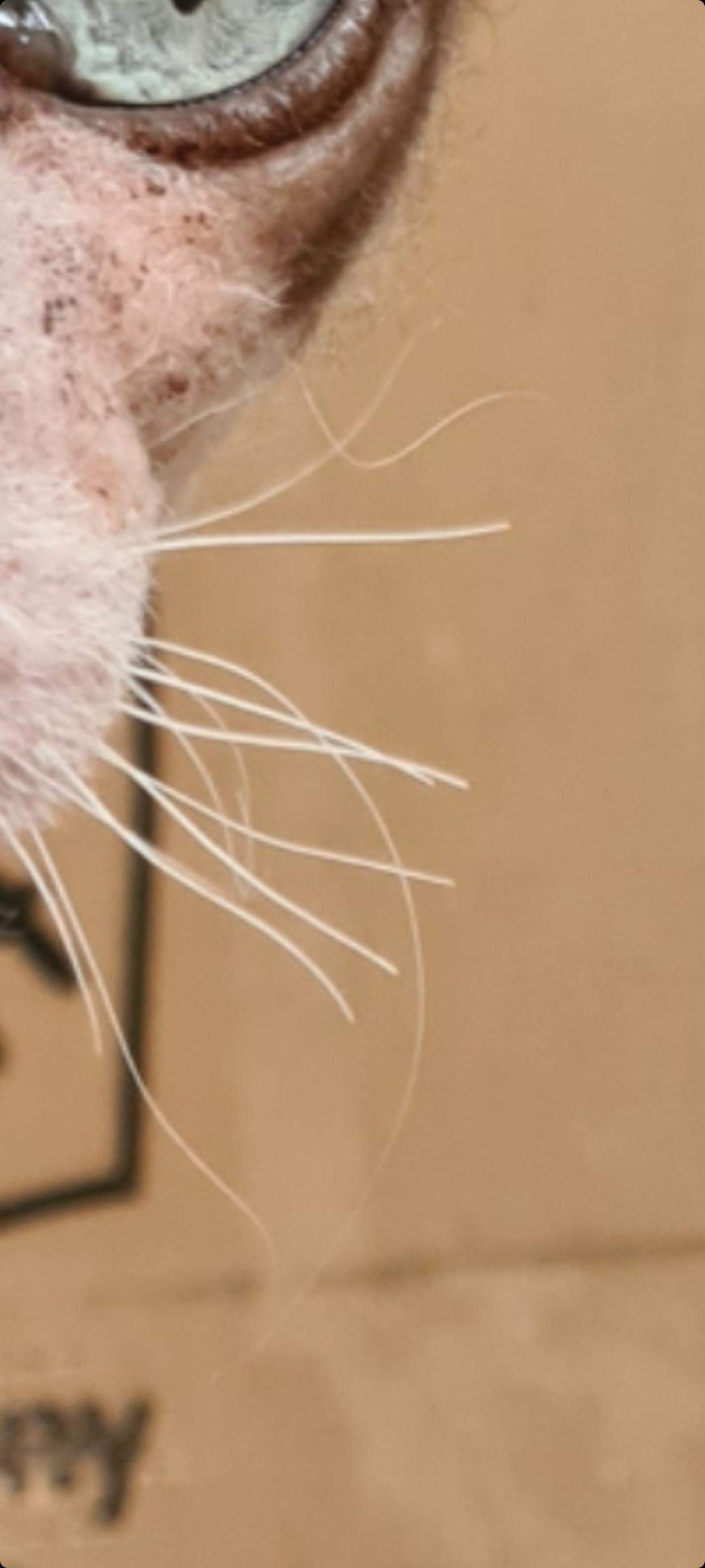 Schnurrhaare abgeschnitten? (Katze, Tierarzt, Kater)