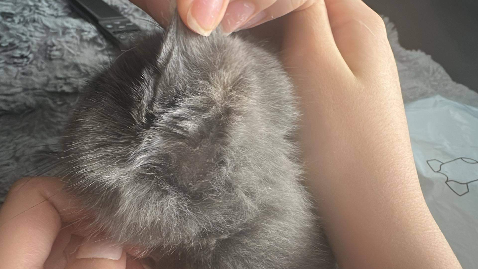 Schuppen und kahle Stellen? (Katze, Tierarzt, Tiermedizin)