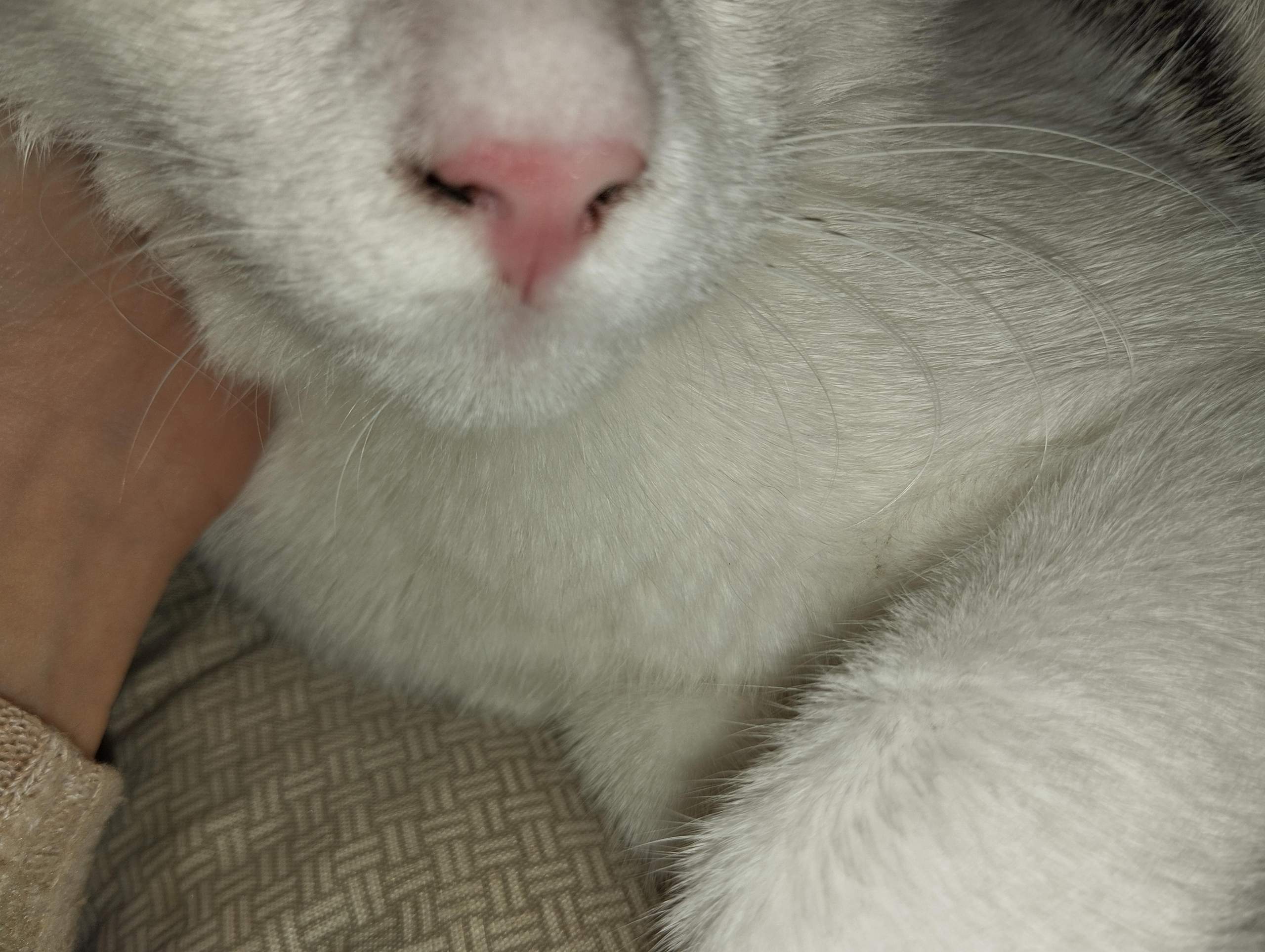 Schwarze Kruste am Naseneingang meiner Katze? (Tierarzt, Kater ...