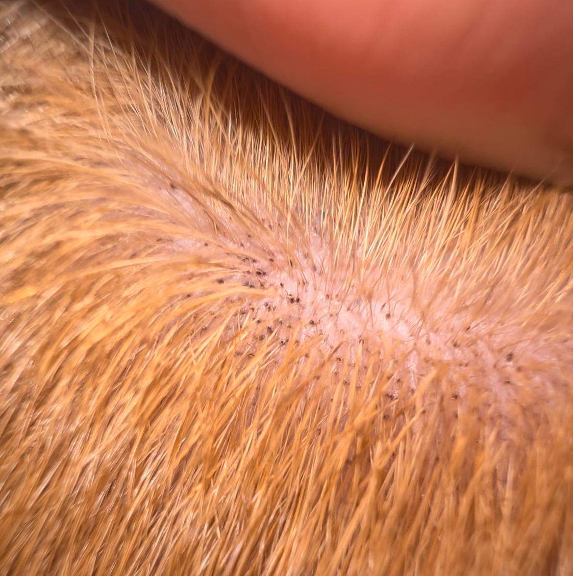 Schwarze Punkte im Fell meines Hundes? (Hund, Parasiten, Flöhe)