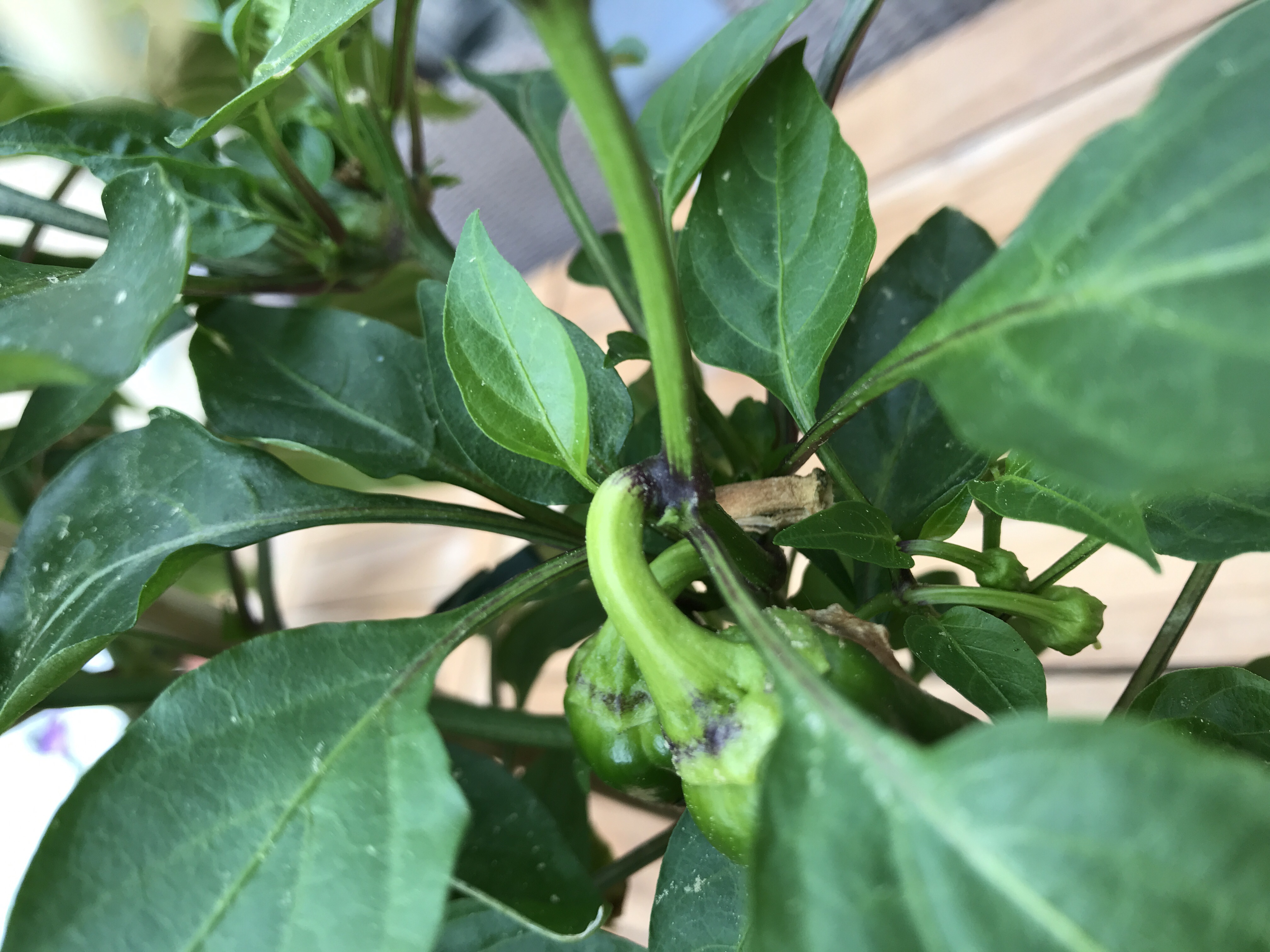 Schwarze Stellen an Verzweigung der Paprika Pflanze? (Botanik)