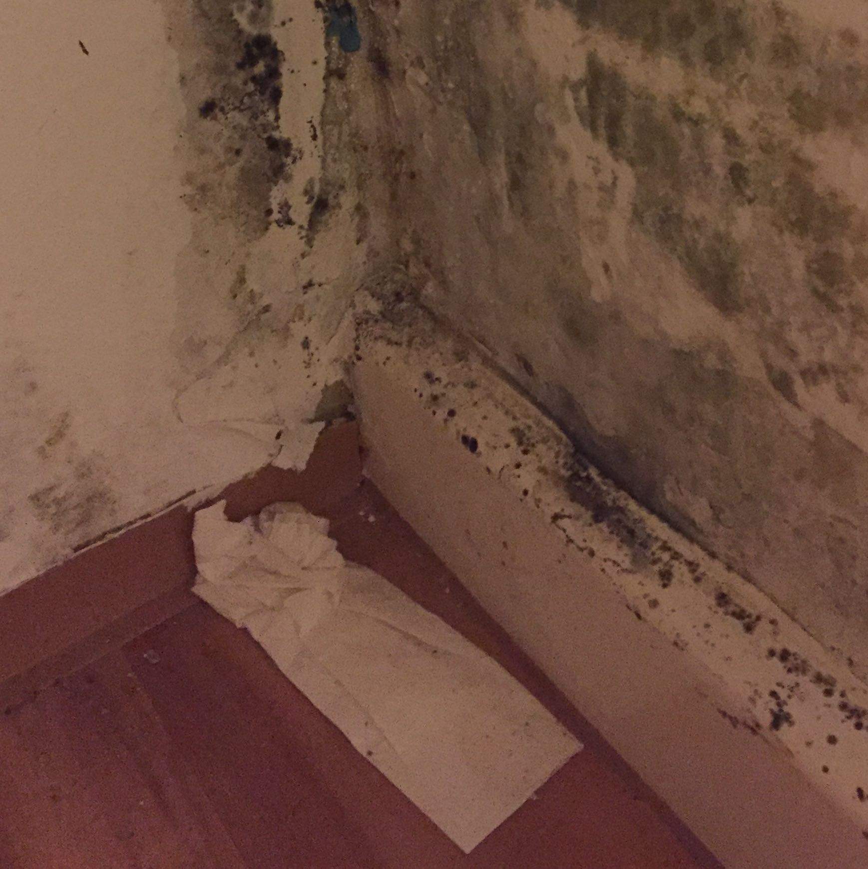 Schwarzer Schimmel In Der Küche Ich Weiß Keinen Rat Mehr Kann Mir Jemand Helfen Sporen