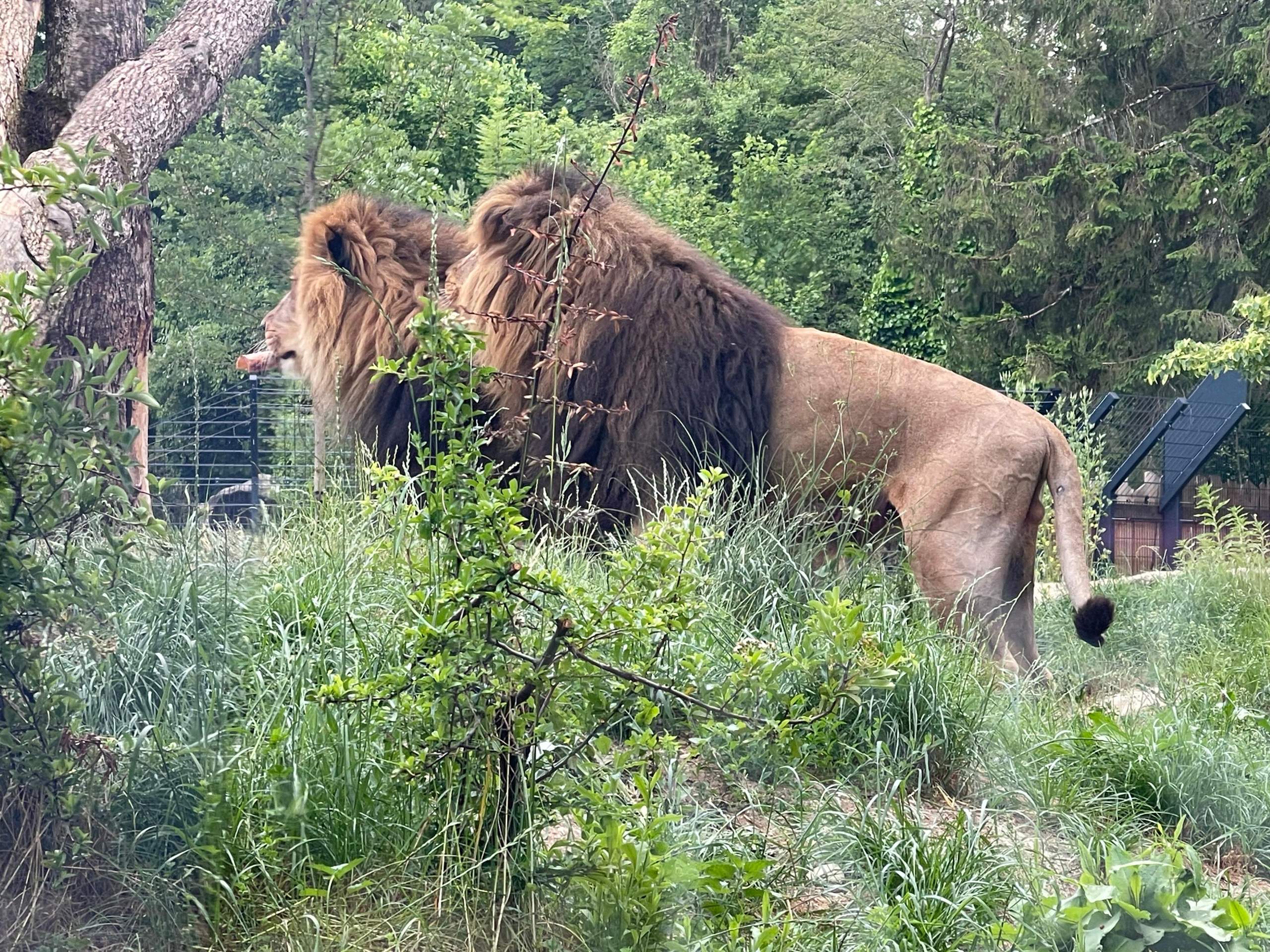 Schwule Löwen im Tierpark Hellabrunn? (Homosexualität, Zoo, Löwe)
