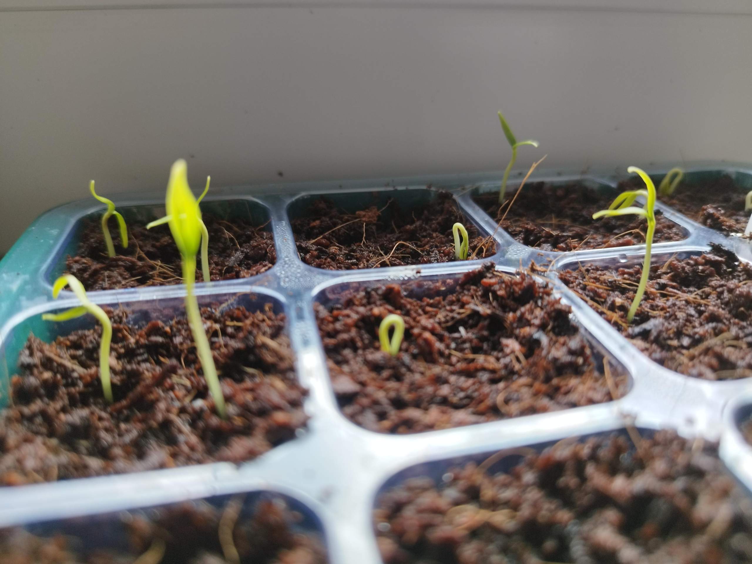 Sehen meine Chilli Keimlinge normal aus? (Gemüse, Blumen, Pflanzenpflege)