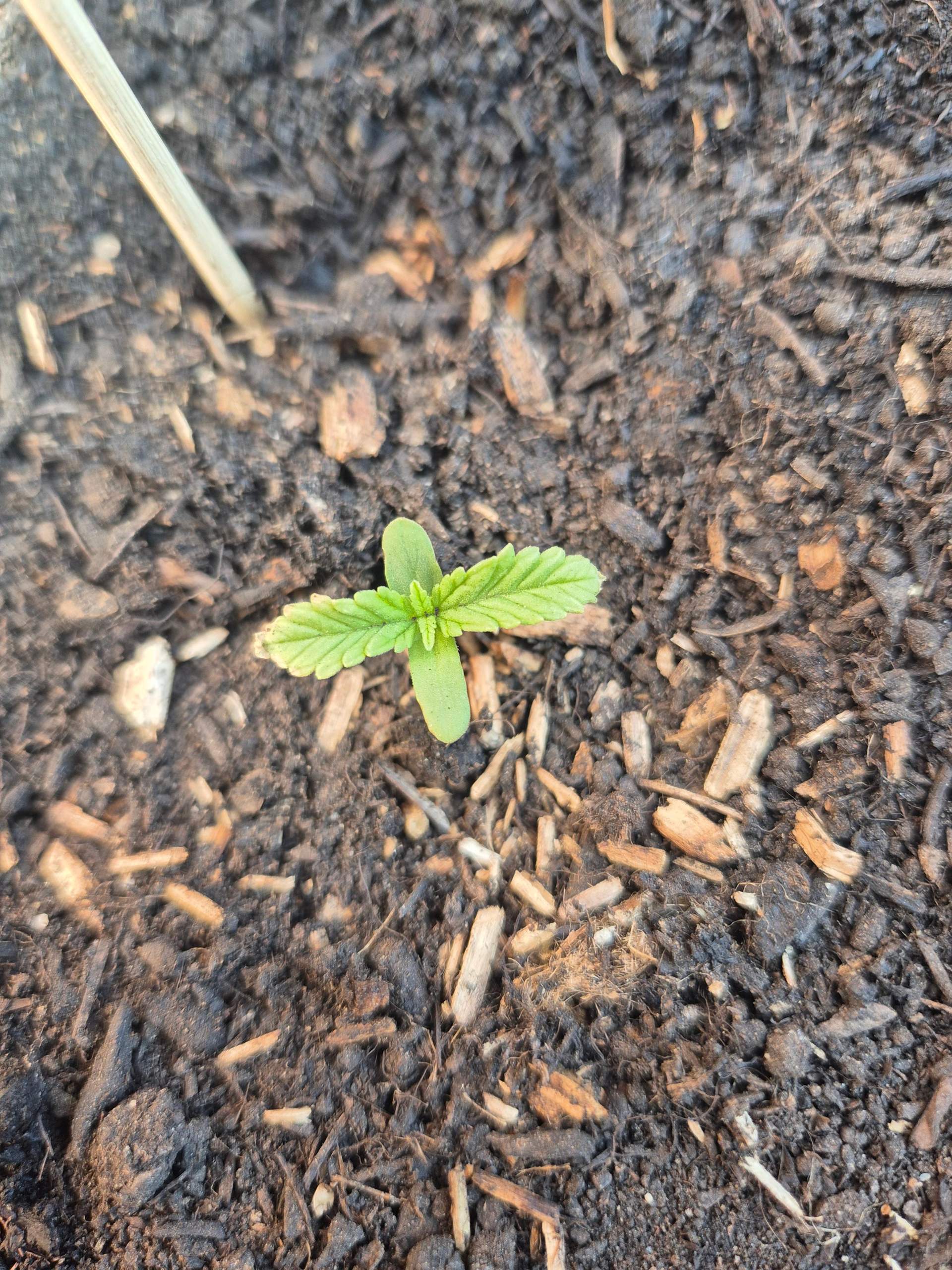 Sehen meine keimling noch okay aus? (Cannabis, Pflanzenpflege, Outdoor)