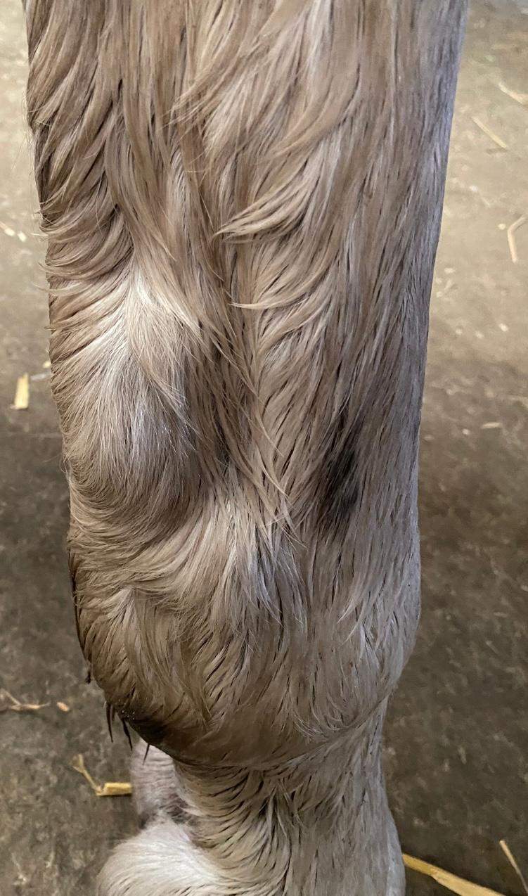 Sehnenschaden Pferd? (Reiten, Tierarzt, Tiermedizin)