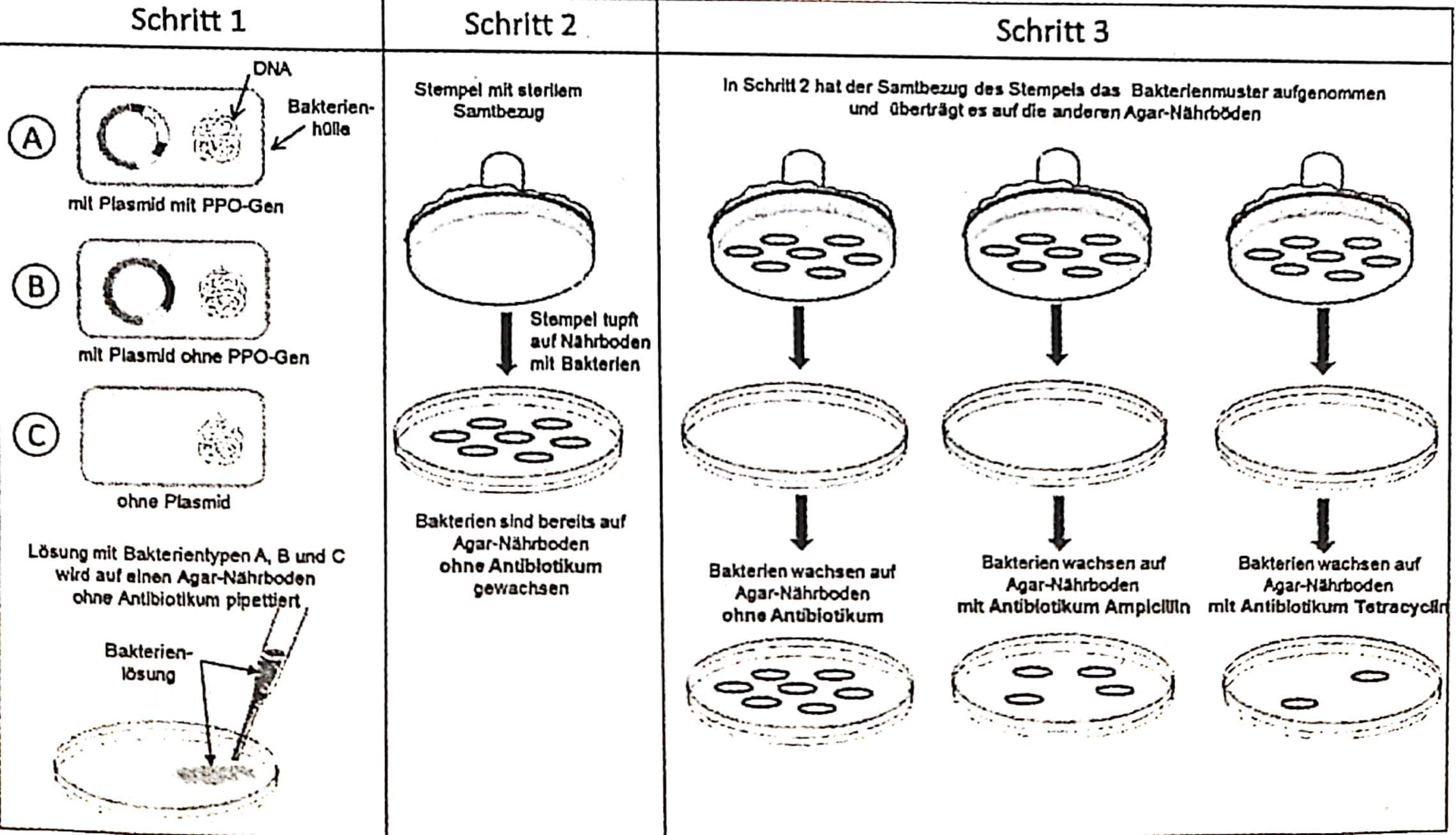 Selektion Stempeltechnik Plasmide? (Medizin, Biologie, Oberstufe)