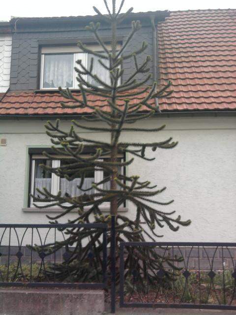 Seltsamer Nadelbaum? (Pflanzen, Natur, Baum)