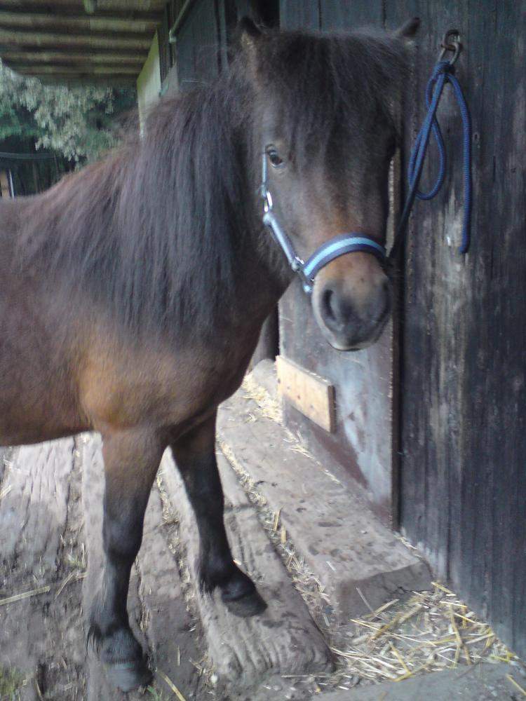 Shetlandpony , Erziehung und Respekt (Freizeit, Tiere, Pferd)