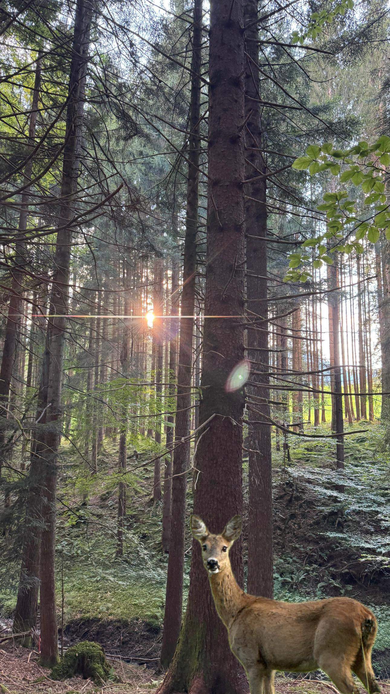 Sieht das Reh für euch natürlich aus im Bild? (Foto, Fotografie)