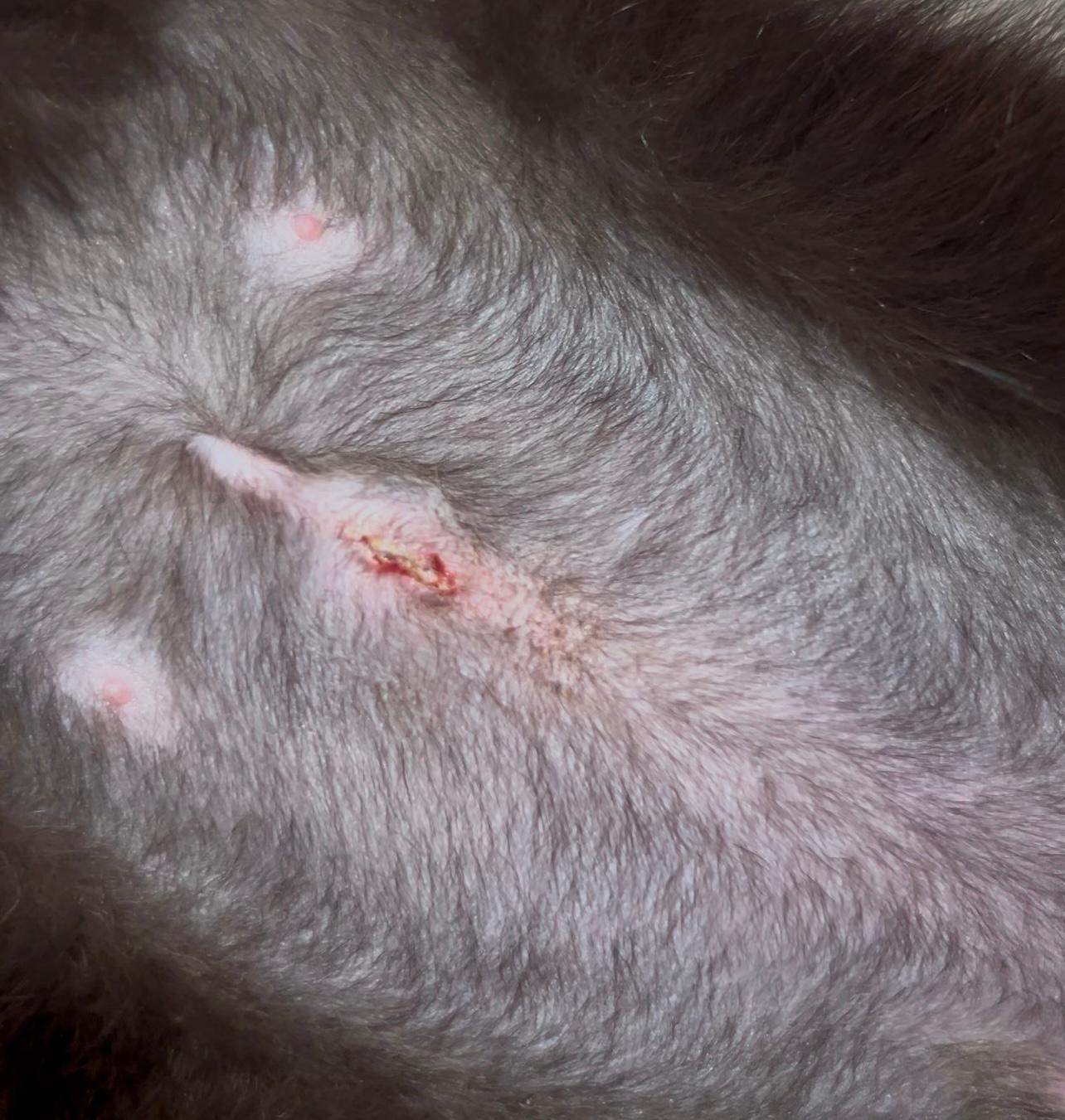 Sieht die Narbe meiner Katze nach der kastration normal aus? (Tierarzt)