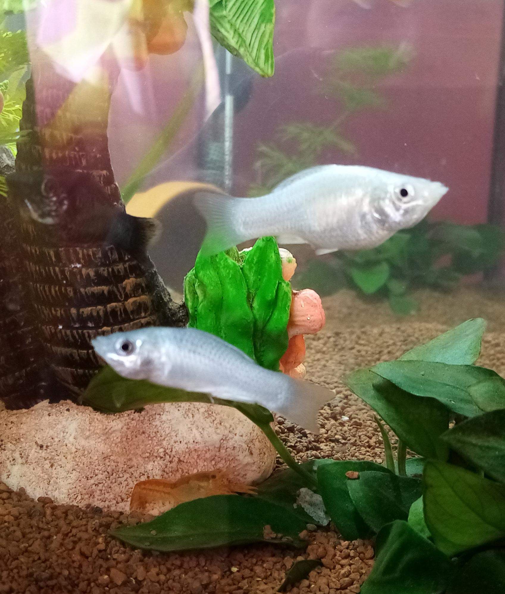 SilberMolly schwanger? (Aquarium, Molly fisch)