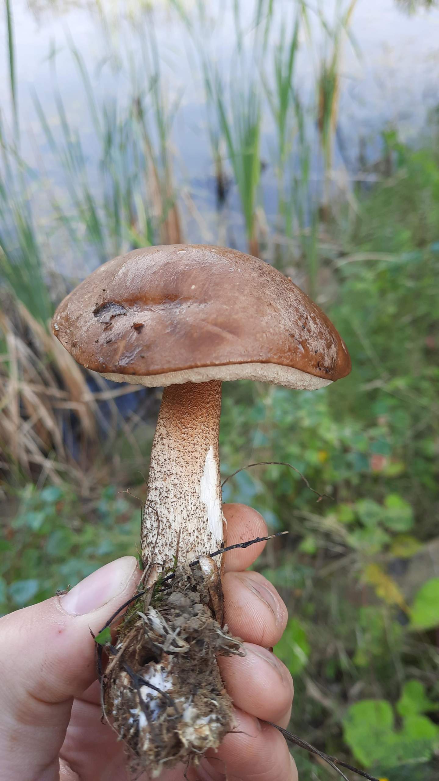 Sind das Birkenpilze? (Pilze, Pilzbestimmung, Pilze sammeln)