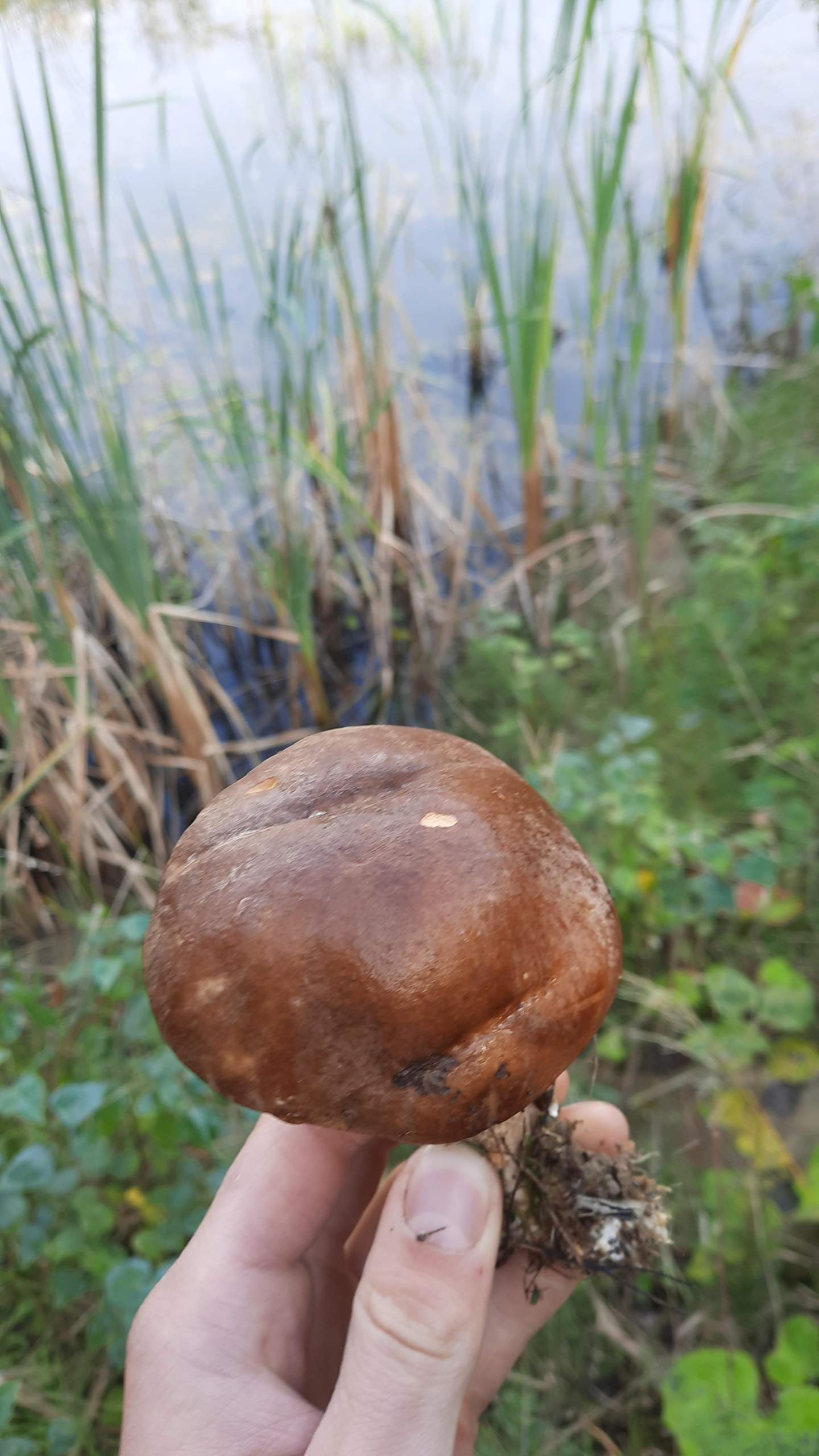 Sind das Birkenpilze? (Pilze, Pilzbestimmung, Pilze sammeln)