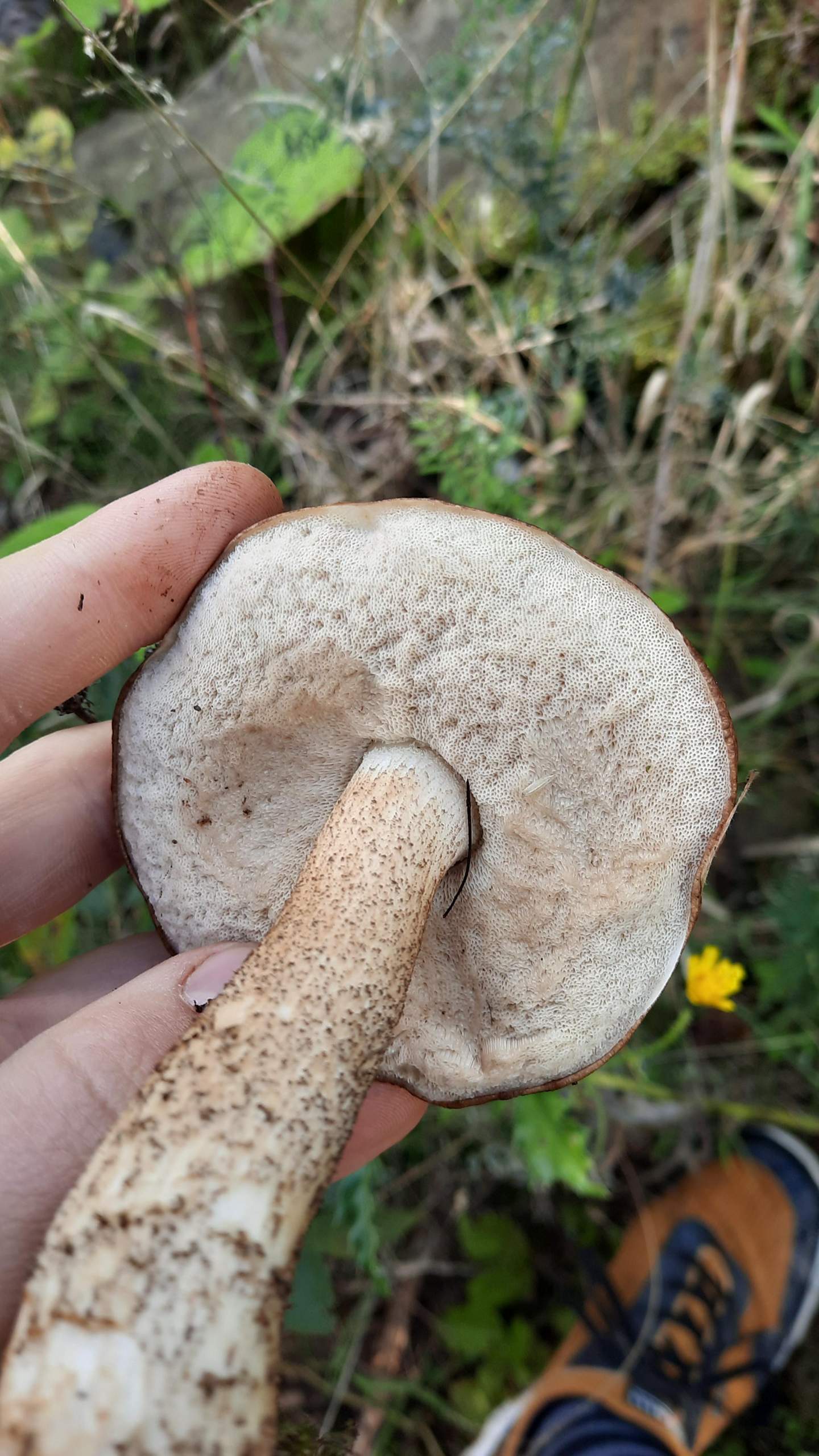 Sind das Birkenpilze? (Pilze, Pilzbestimmung, Pilze sammeln)