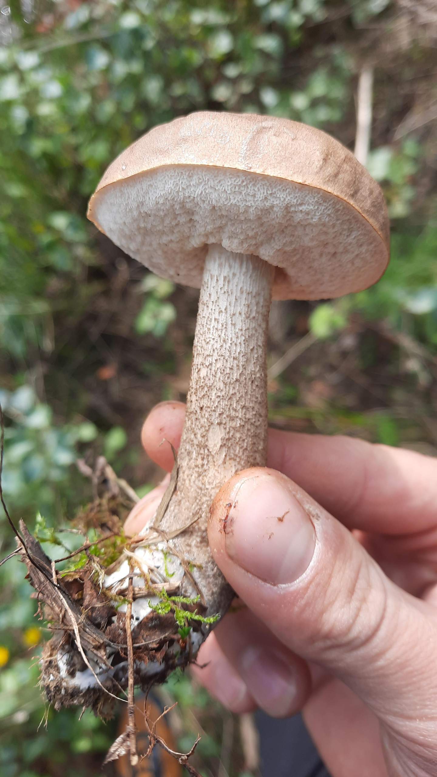Sind das Birkenpilze? (Pilze, Pilzbestimmung, Pilze sammeln)