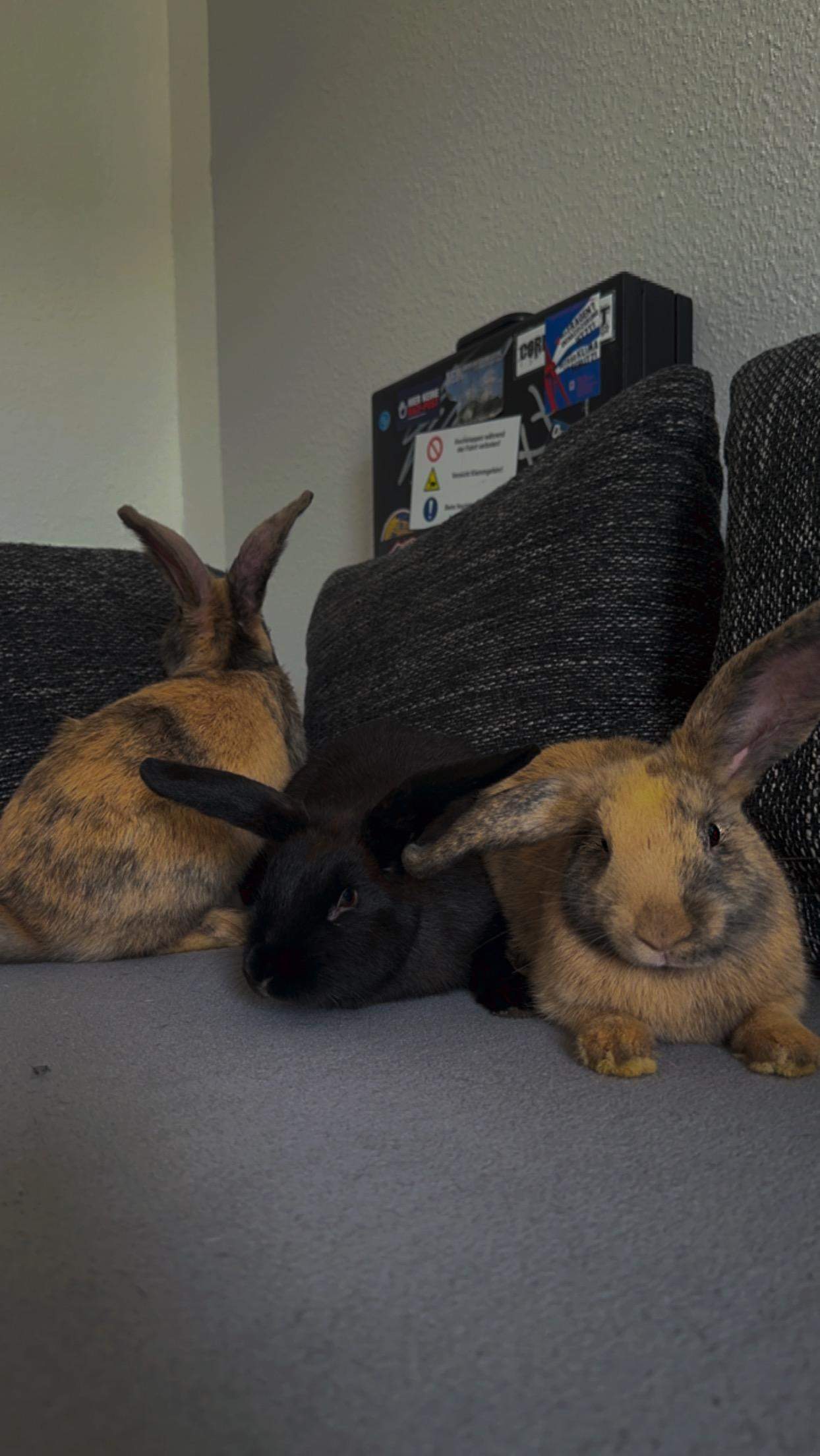 Sind das deutsche Riesen? (Kaninchen, Rasse, Hasen)