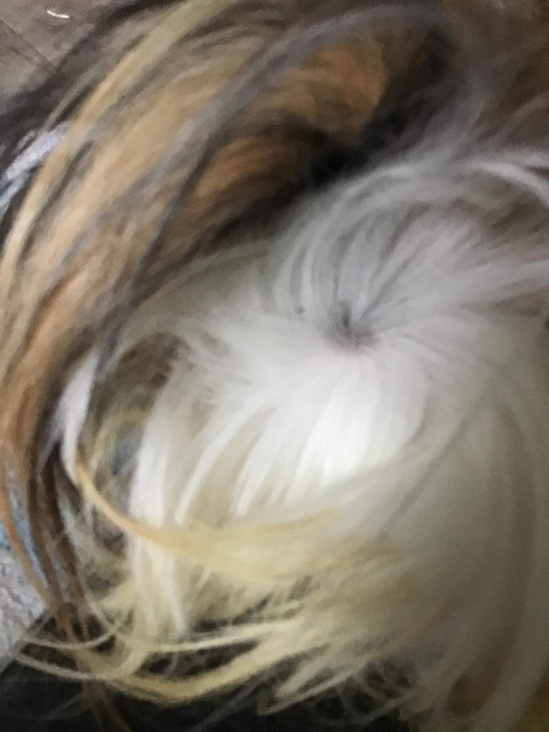 Sind das haarlinge? (Gesundheit, Meerschweinchen, Tiermedizin)