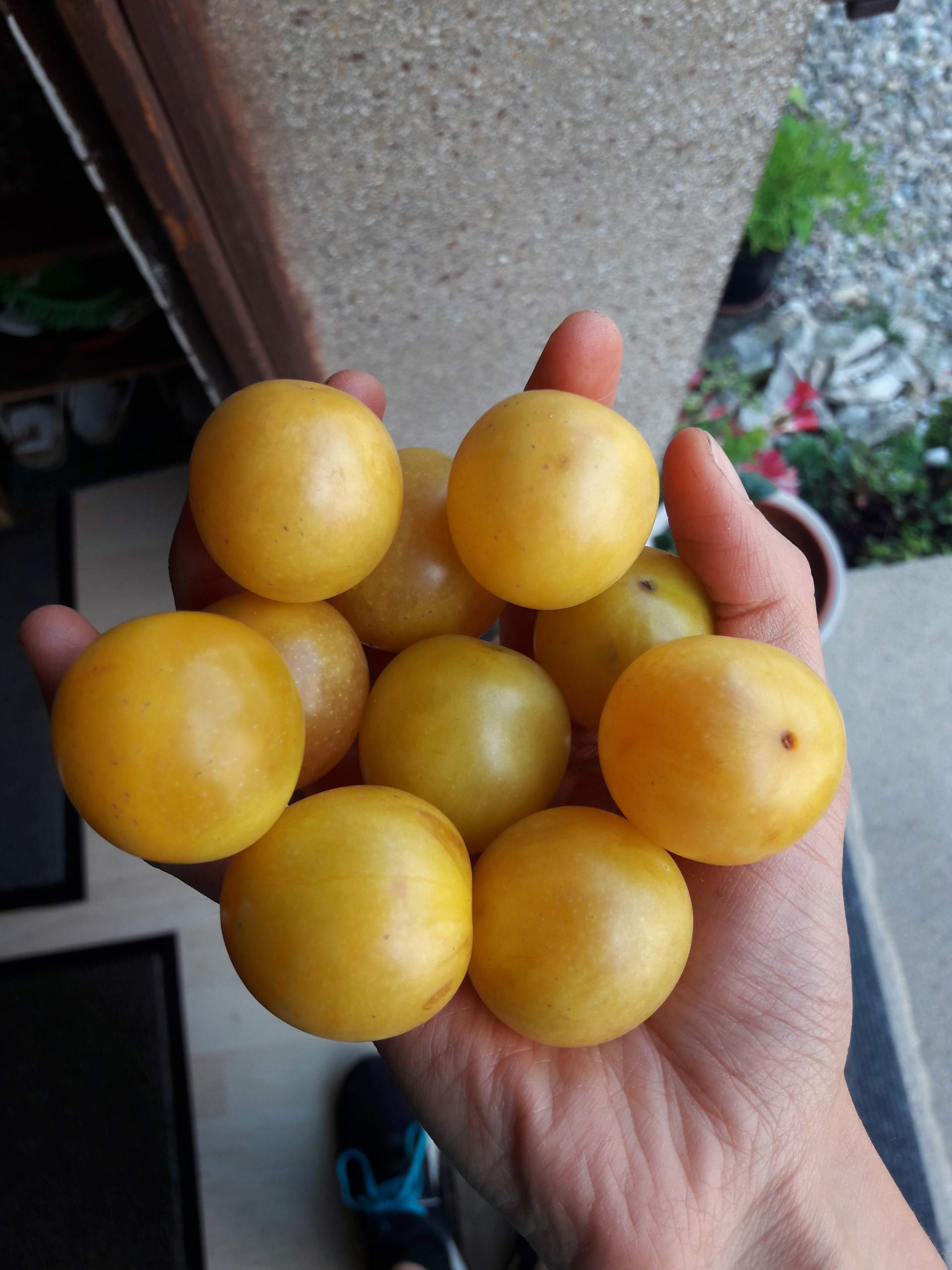Sind das kleine Pflaumen oder große Mirabellen? (Ernährung, Essen ...