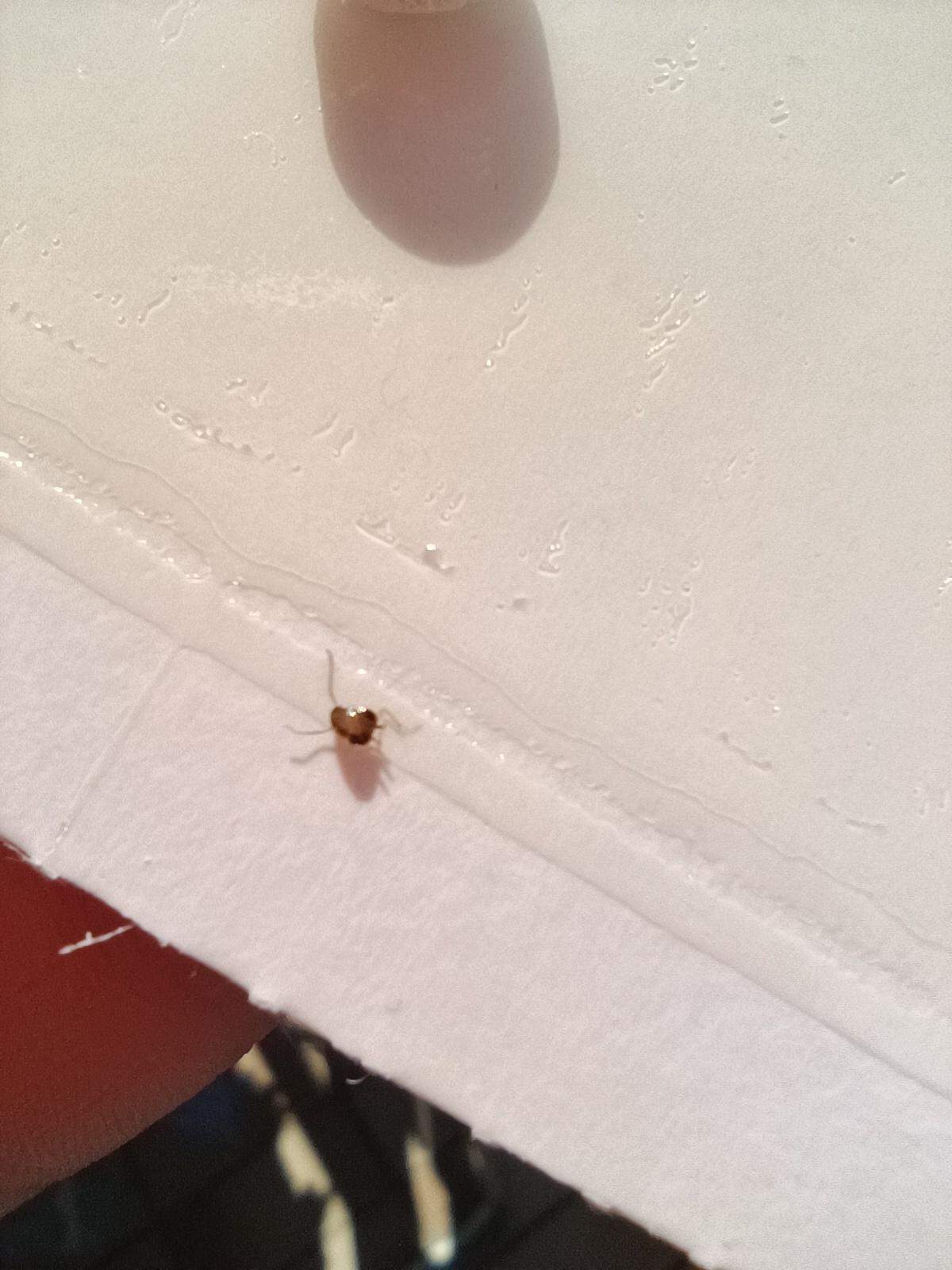 Sind das küchenschaben? (Küche, Schädlinge, Ungeziefer)