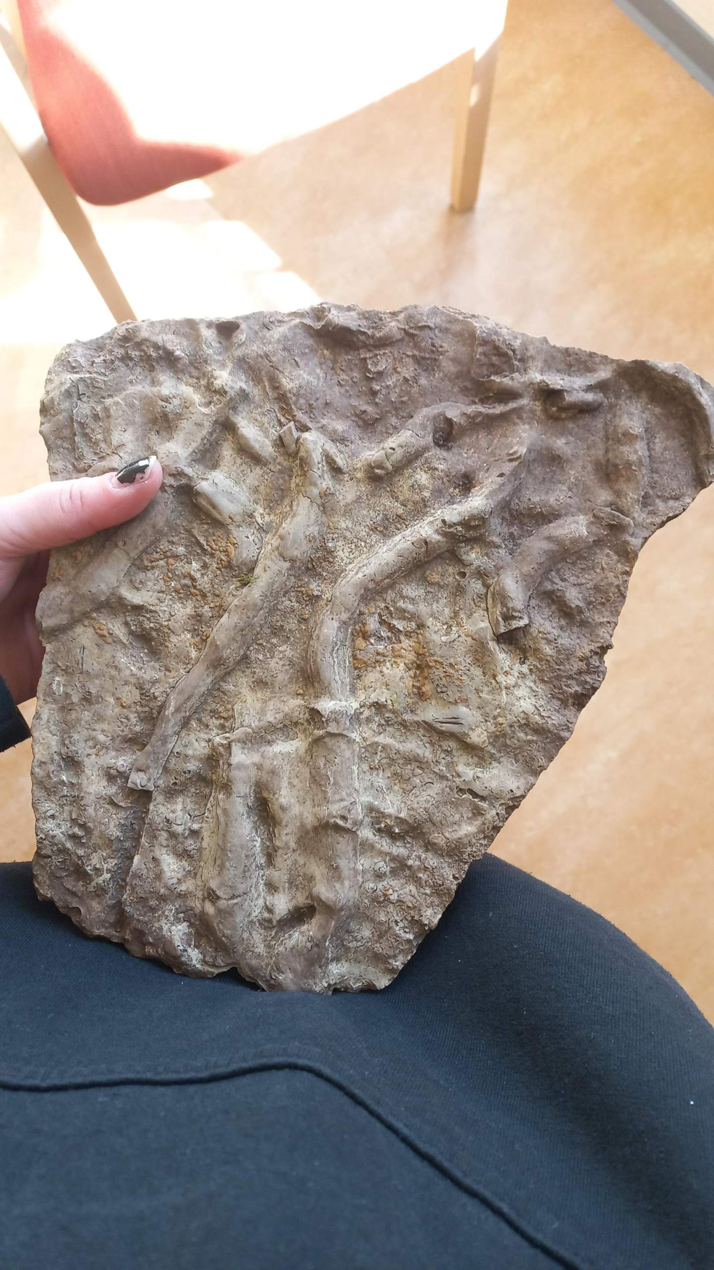 Sind das versteinerte Knochen? (Geologie, Gestein, Fossilien)