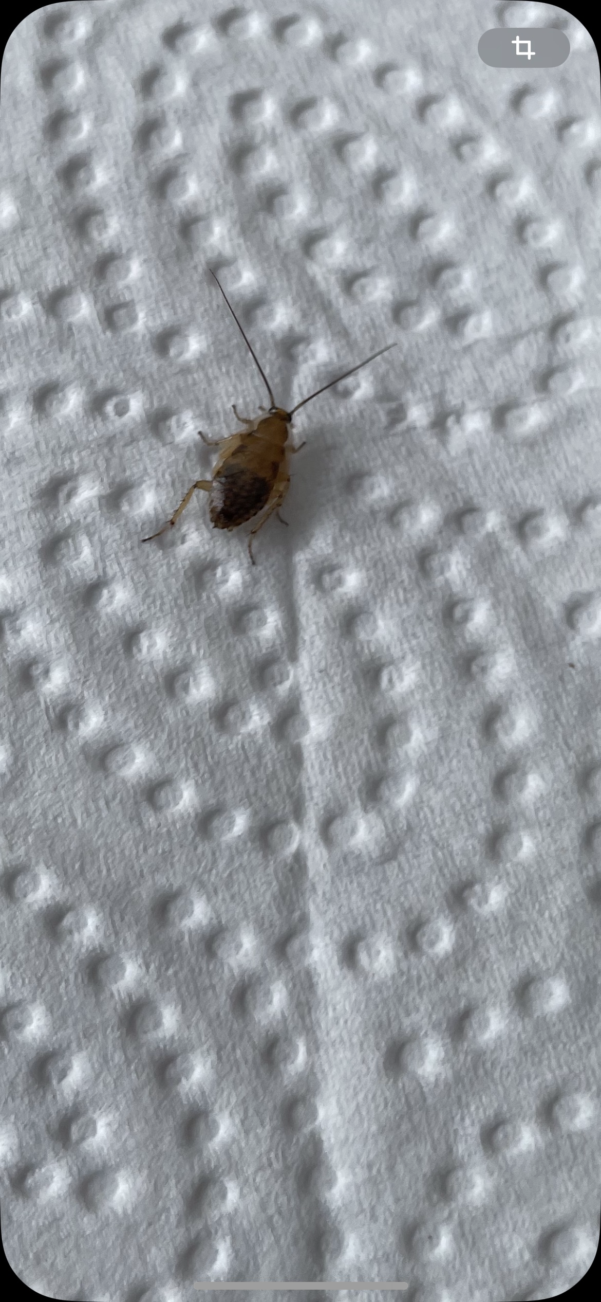 Sind das Waldschaben? (Insekten, Schädlinge, Ungeziefer)